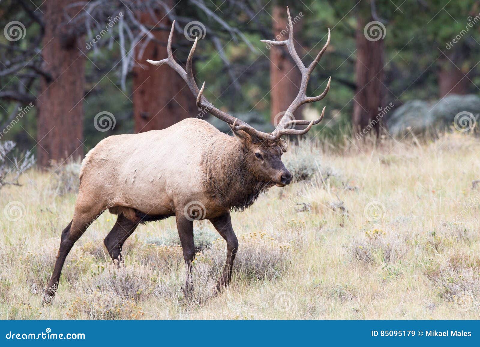 Big bull elk on prowl stock image. Image of call, close - 85095179