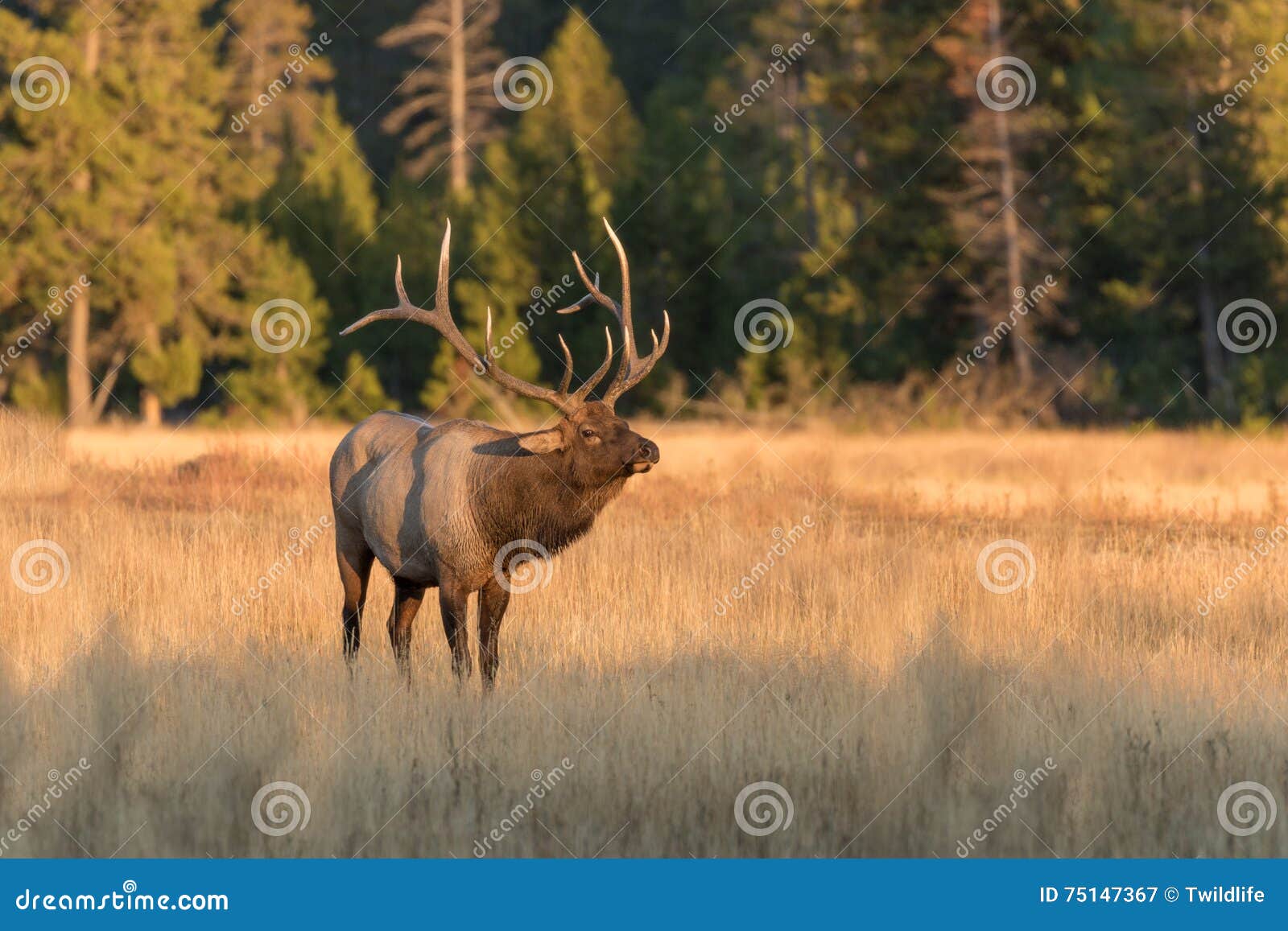 Big Bull Elk in Rut stock image. Image of outdoors, wapiti - 75147367