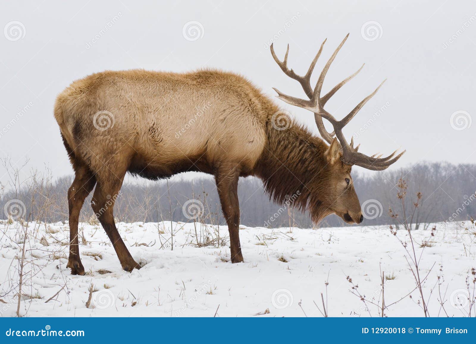 Big Bull Elk on Snowy Day stock photo. Image of cold - 12920018