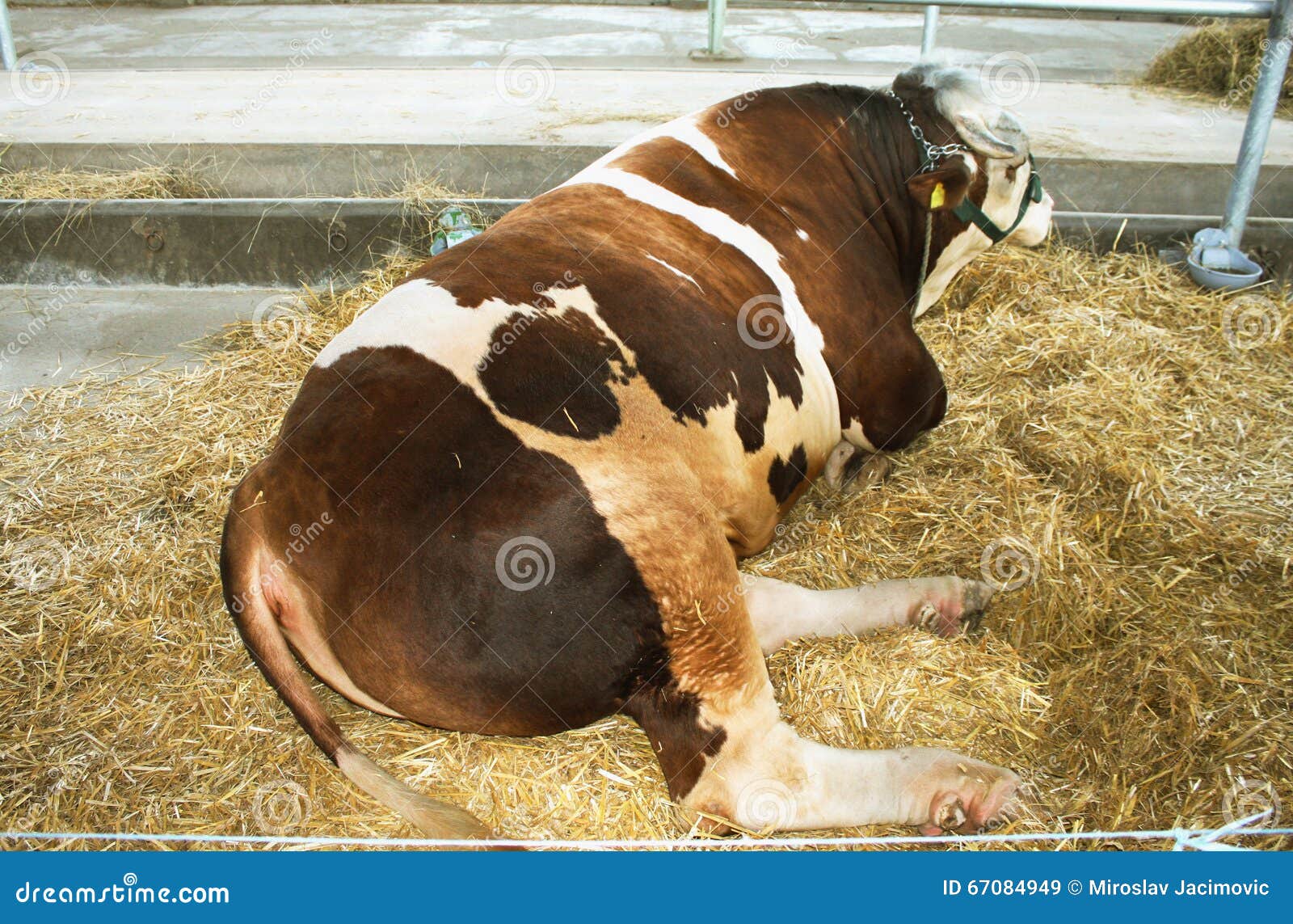 Big bull on the farm stock image. Image of food, farmer - 67084949