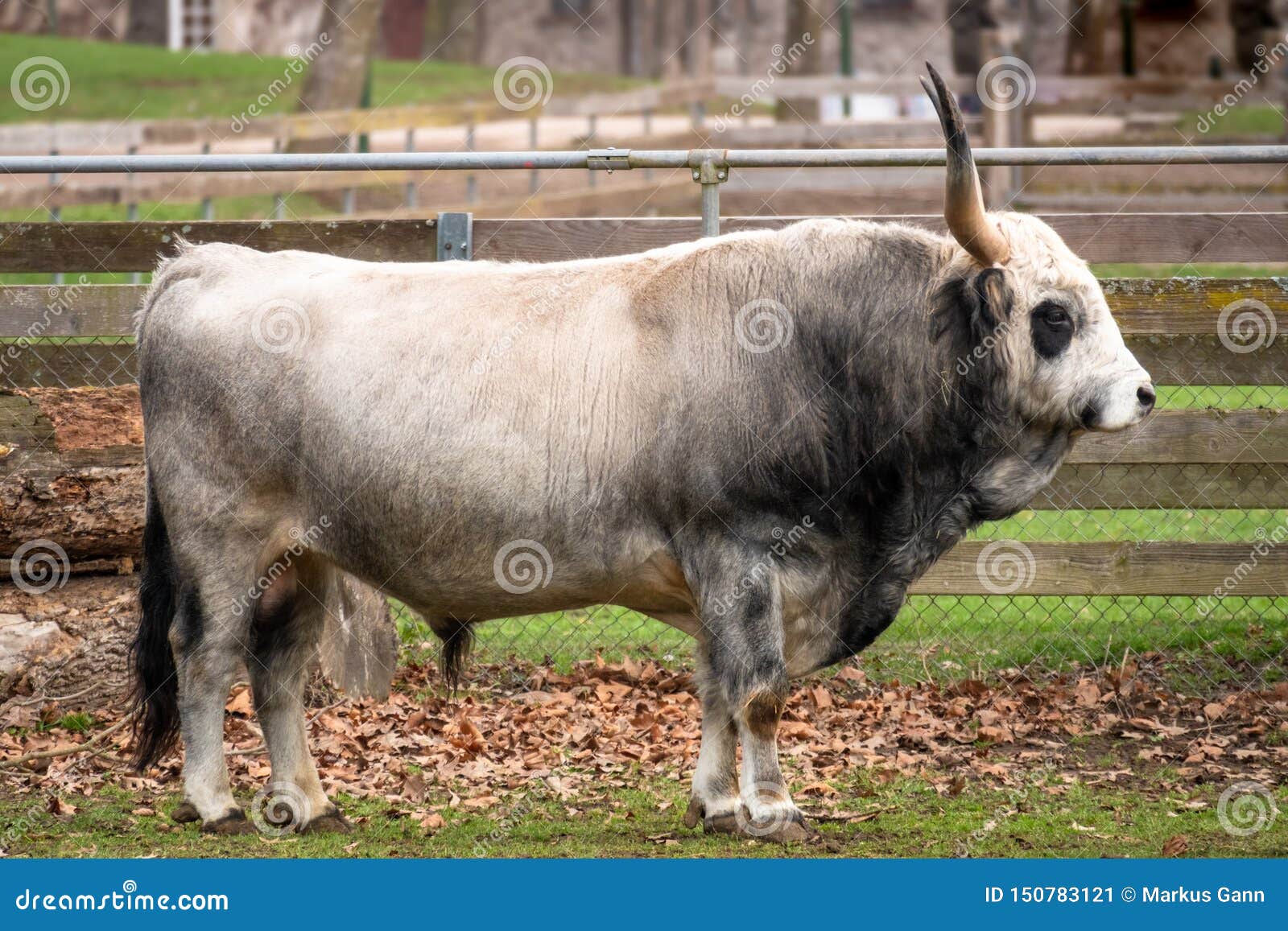 Big bull at a farm stock image. Image of ranch, rural - 150783121