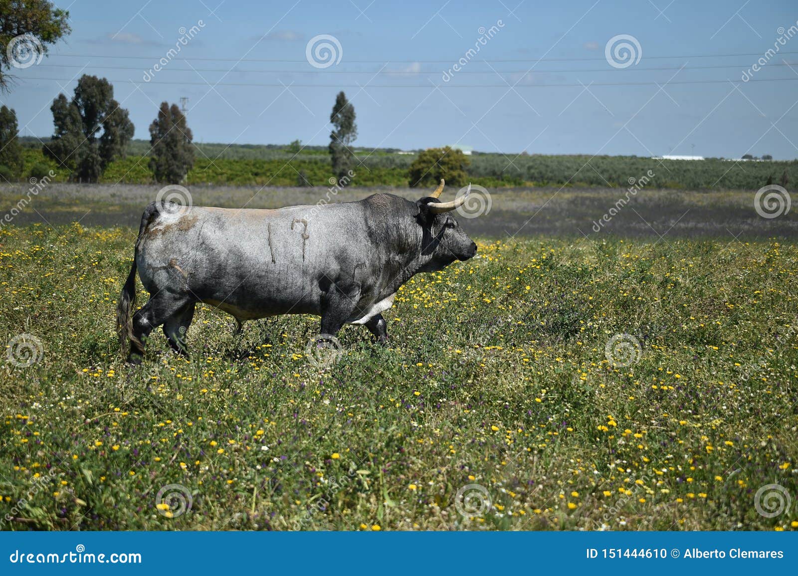 Big Bull in the Green Field Stock Photo - Image of danger, black: 151444610