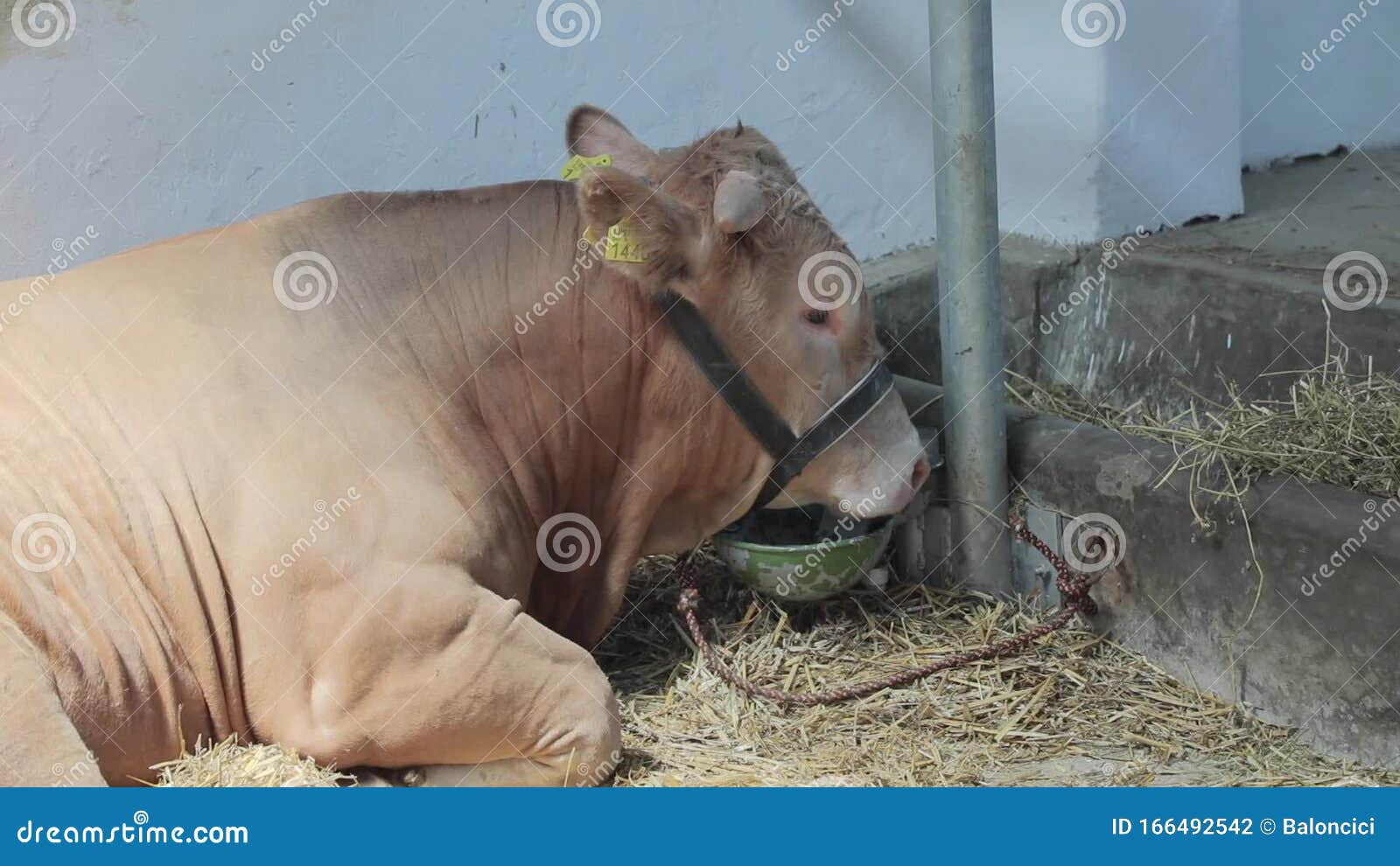 Big Bull Laying Down stock footage. Video of animal - 166492542