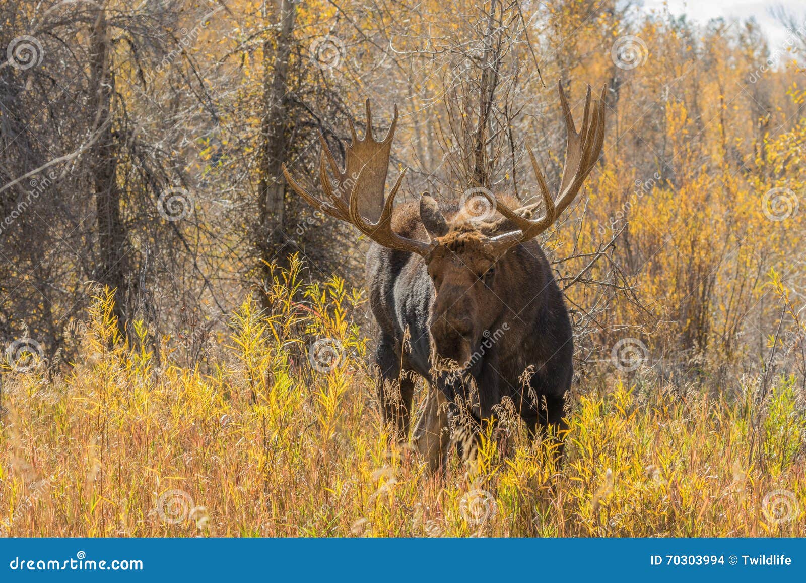 Big Bull Moose stock photo. Image of animal, outdoor - 70303994