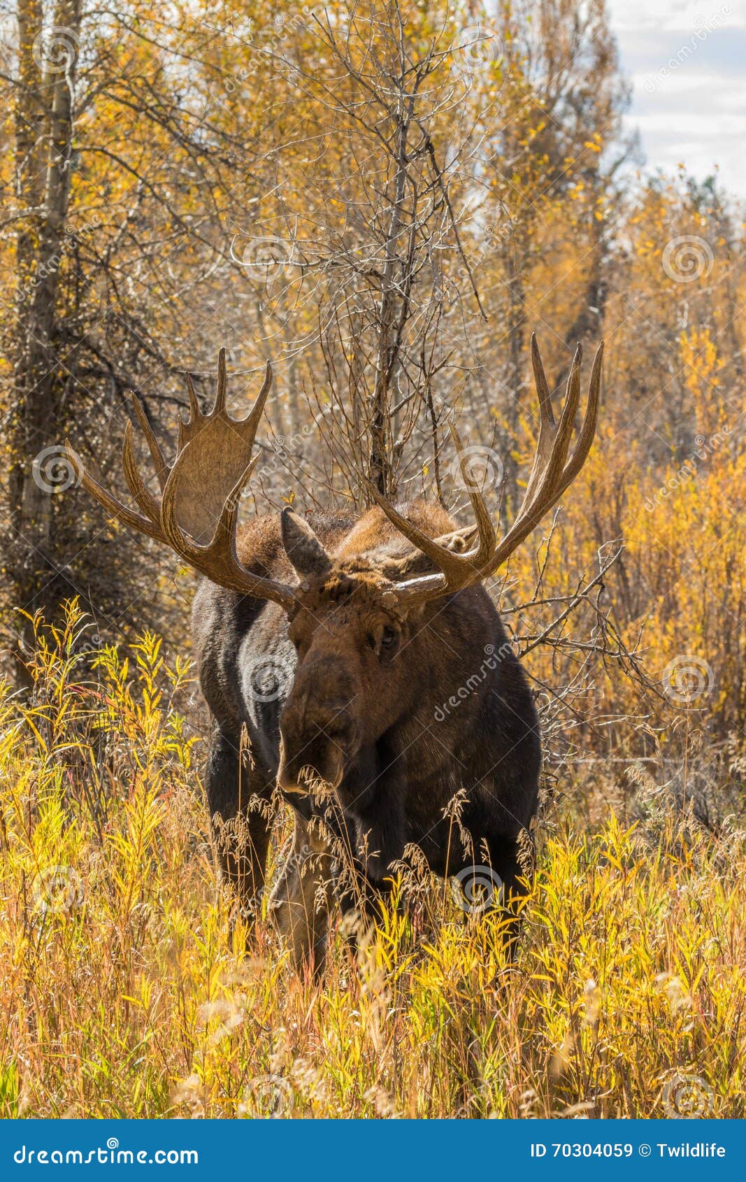 Big Bull Moose in Fall stock image. Image of wildlife - 70304059