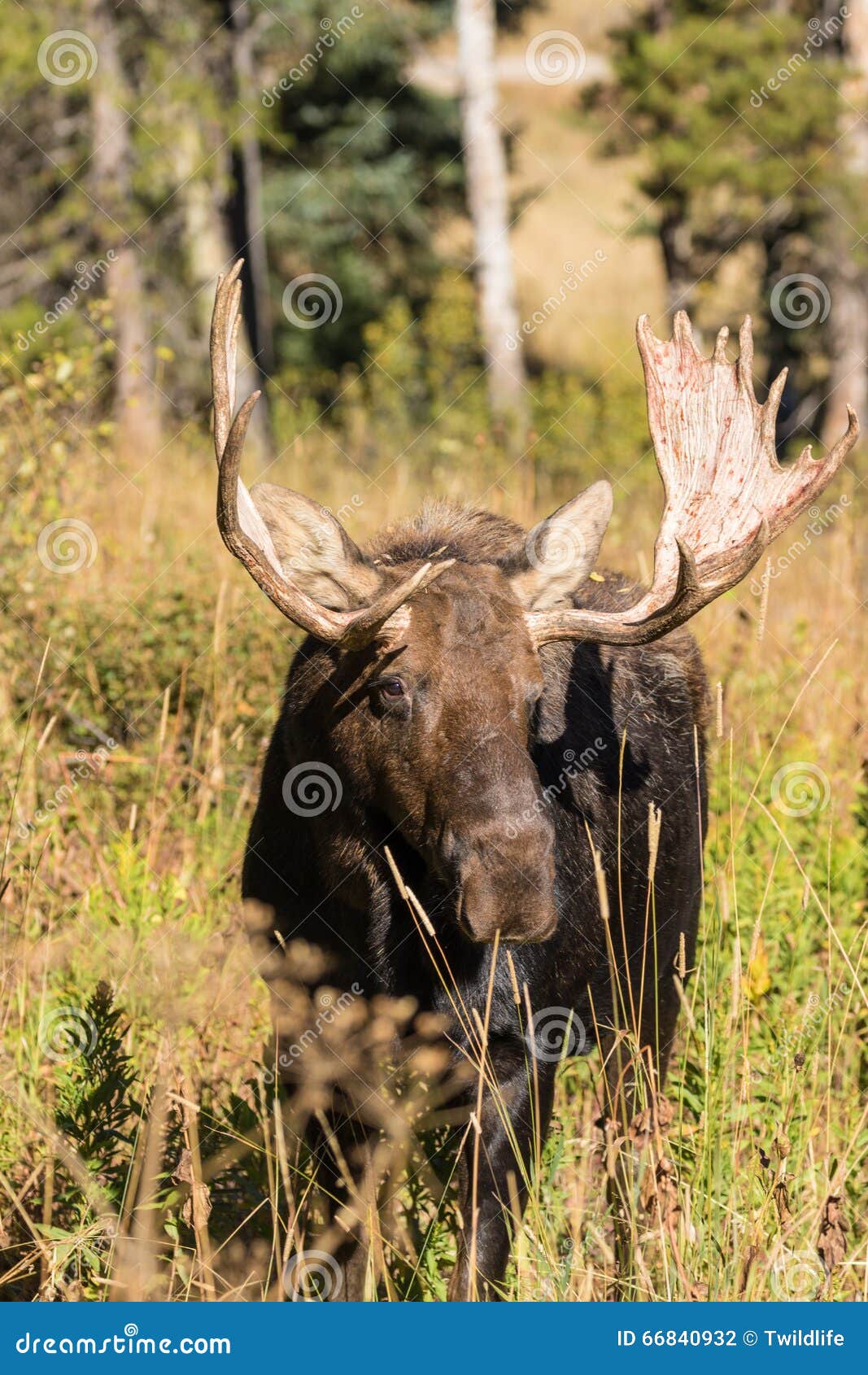 Big Bull Moose Head on stock photo. Image of bull, deer - 66840932