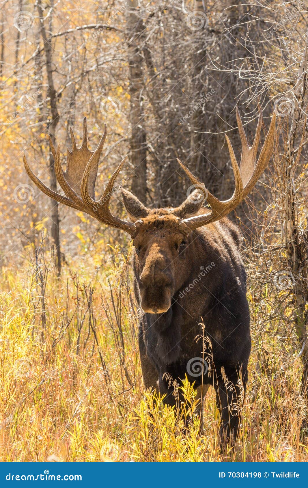 Big Bull Moose Head on stock photo. Image of deer, autumn - 70304198
