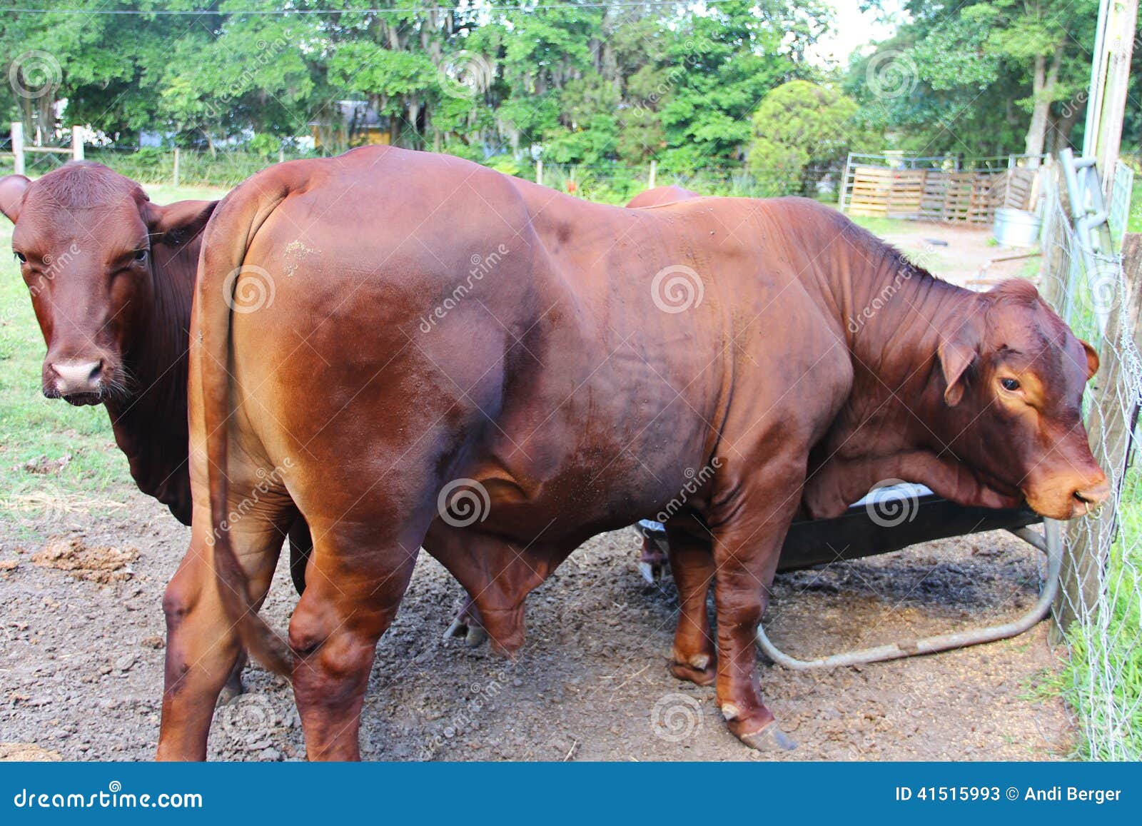 Big Bull in pasture stock image. Image of beast, dairy - 41515993