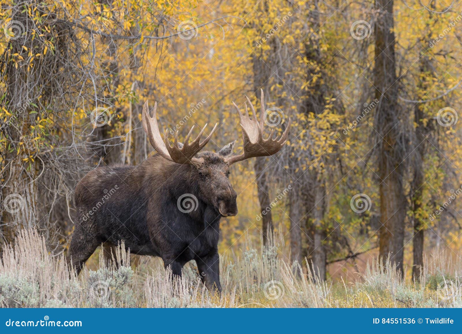 Big Bull Shiras Moose in Fall Stock Photo - Image of bull, deer: 84551536