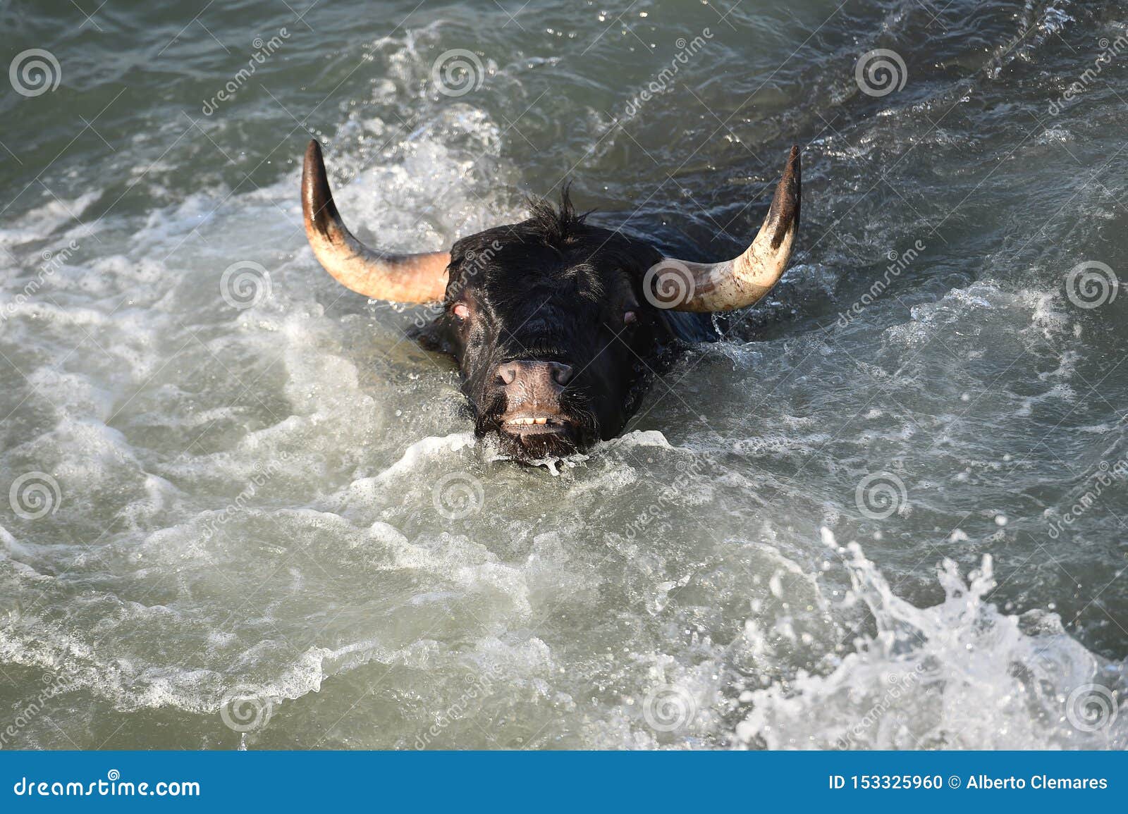 Big Bull in the Spanish Sea Stock Photo - Image of spain, fierce: 153325960