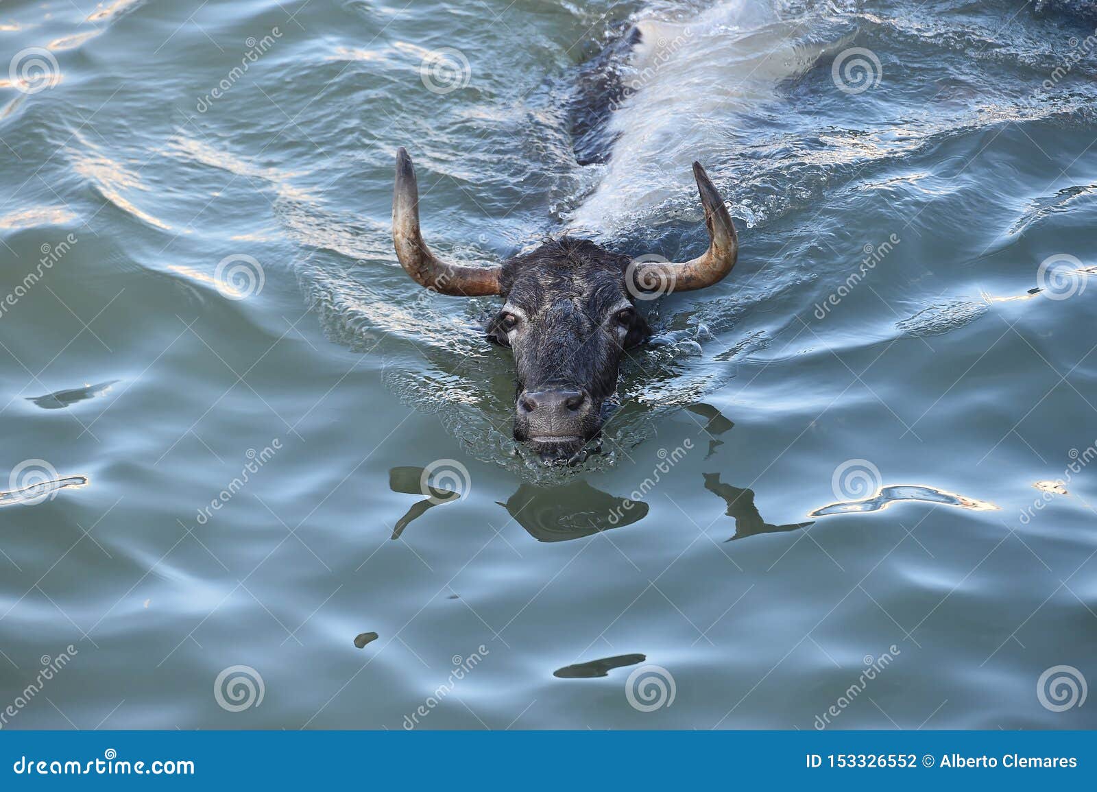 Big Bull in the Spanish Sea Stock Photo - Image of bullring, beautiful ...