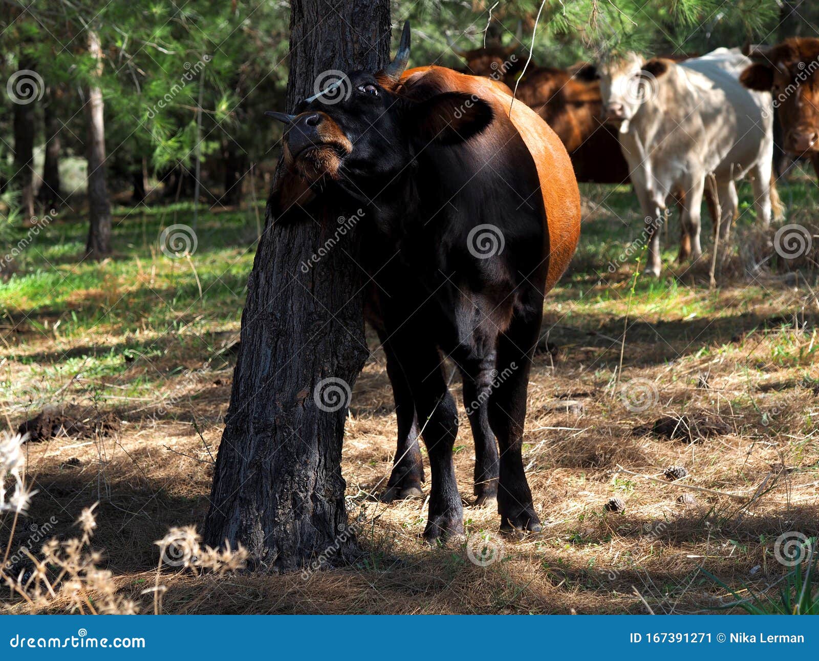 Big bull by the tree stock image. Image of animal, rustic - 167391271