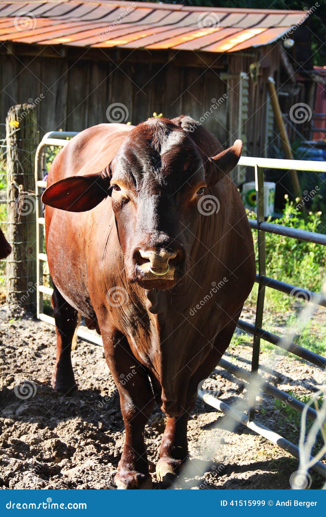Big Bull vertical stock image. Image of herd, beast, grass - 41515999