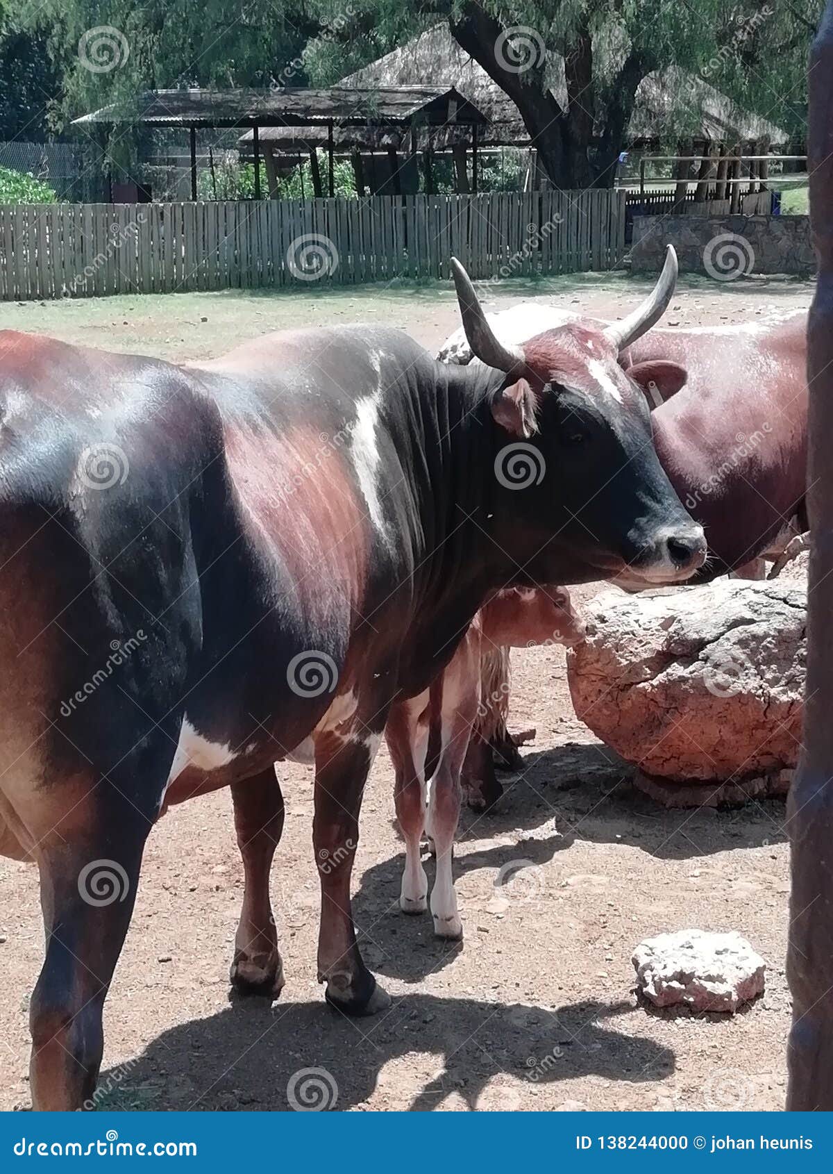 Grumpy Bull Snake Royalty-Free Stock Photography | CartoonDealer.com ...