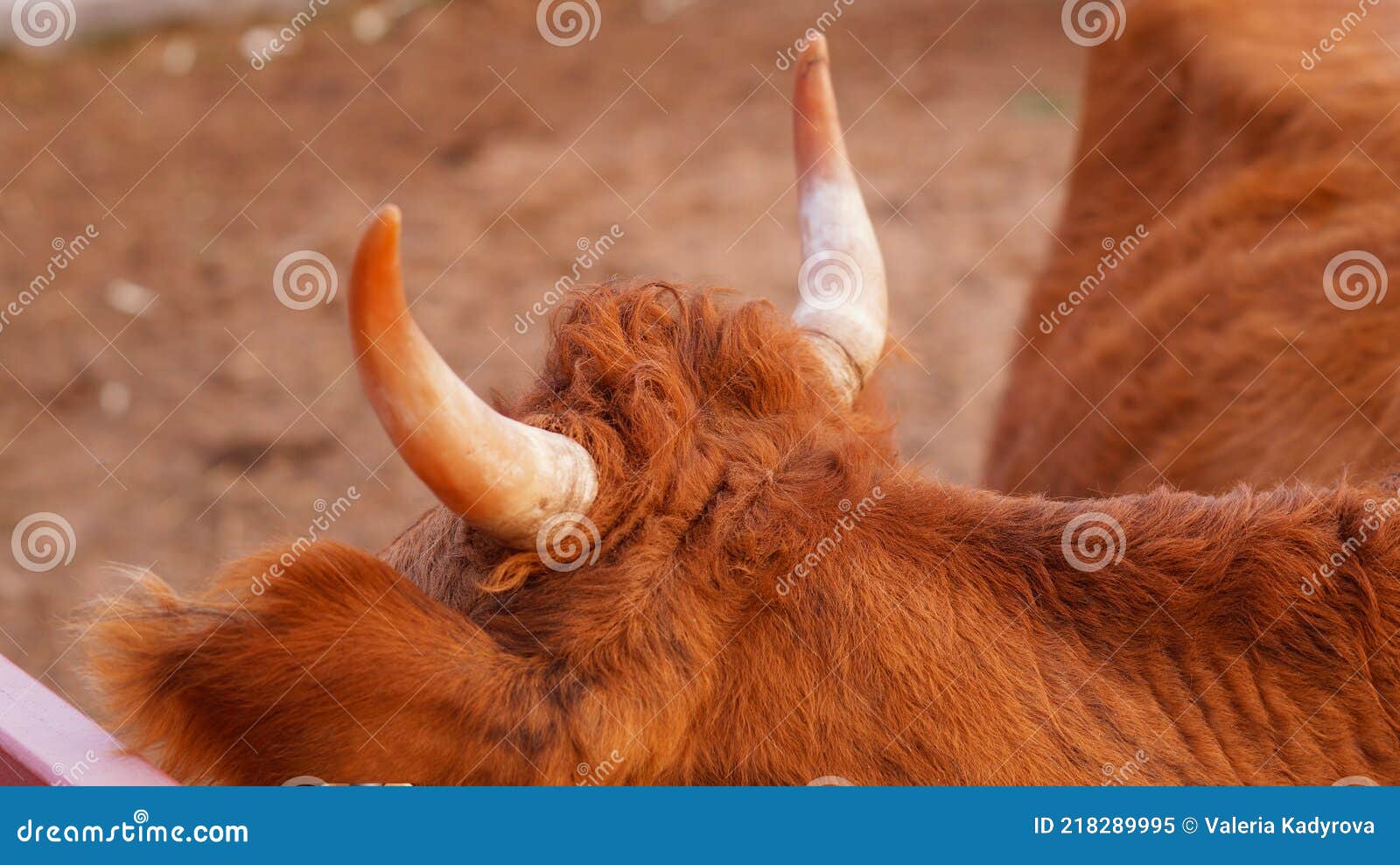 A Big Bull Walks Around Its Territory and Eats Straw Stock Image ...
