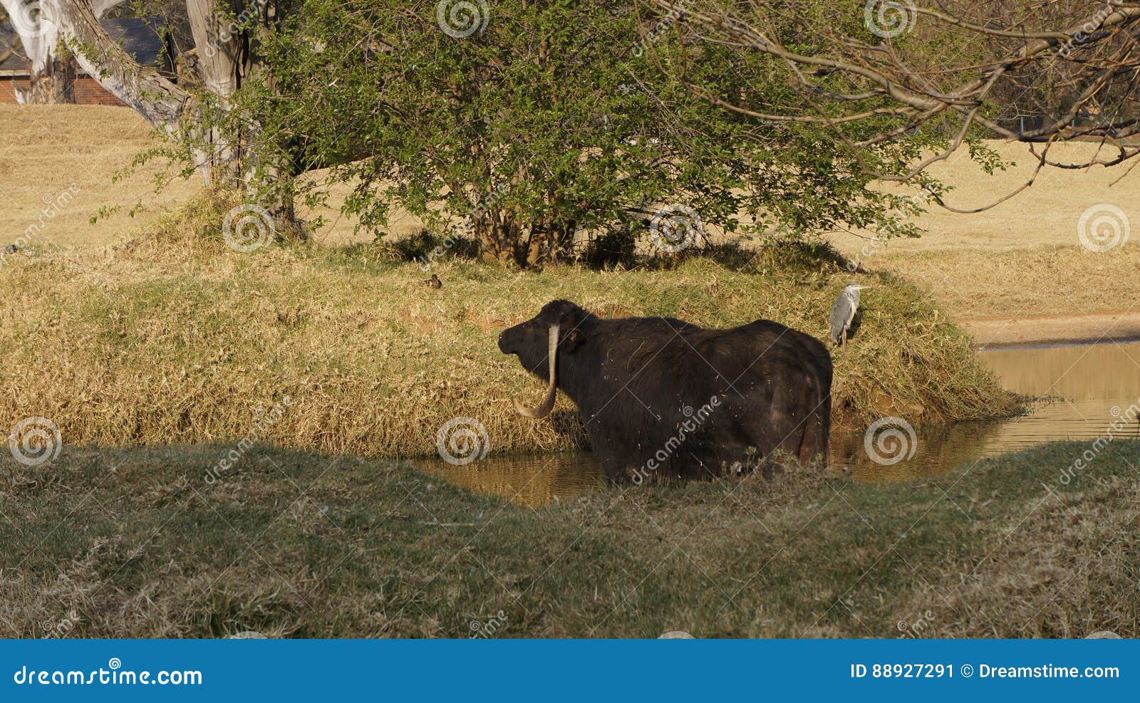 Big bull in the water stock image. Image of horn, animal - 88927291