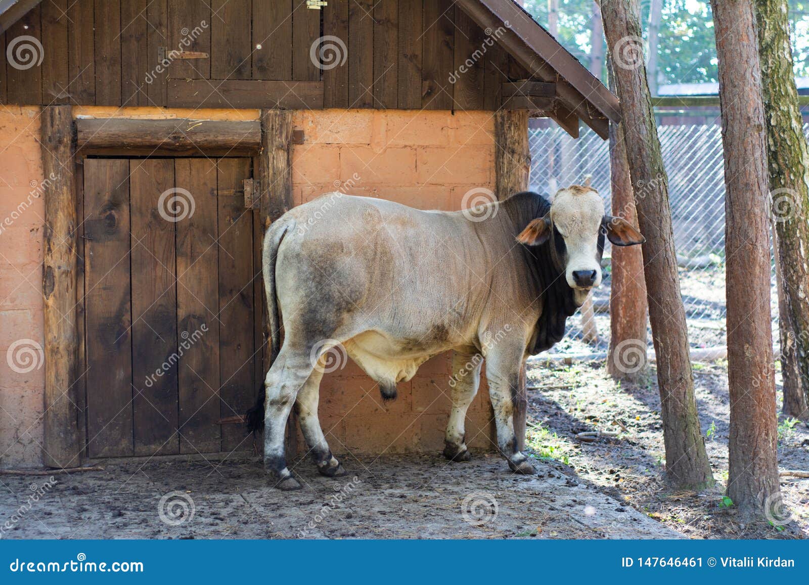 A Big Bull Zebu Stands Near the Barn. Stock Image - Image of feed ...
