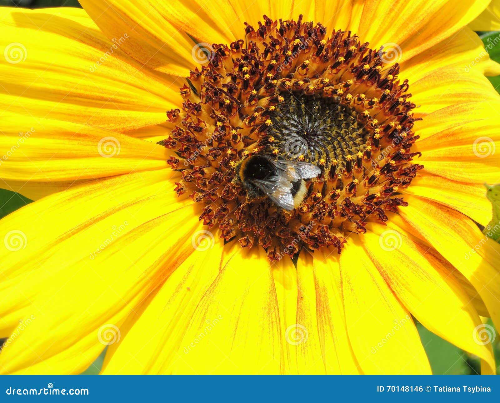 Big Bumblebee Collects Nectar Stock Photo - Image of sunflower, petal ...