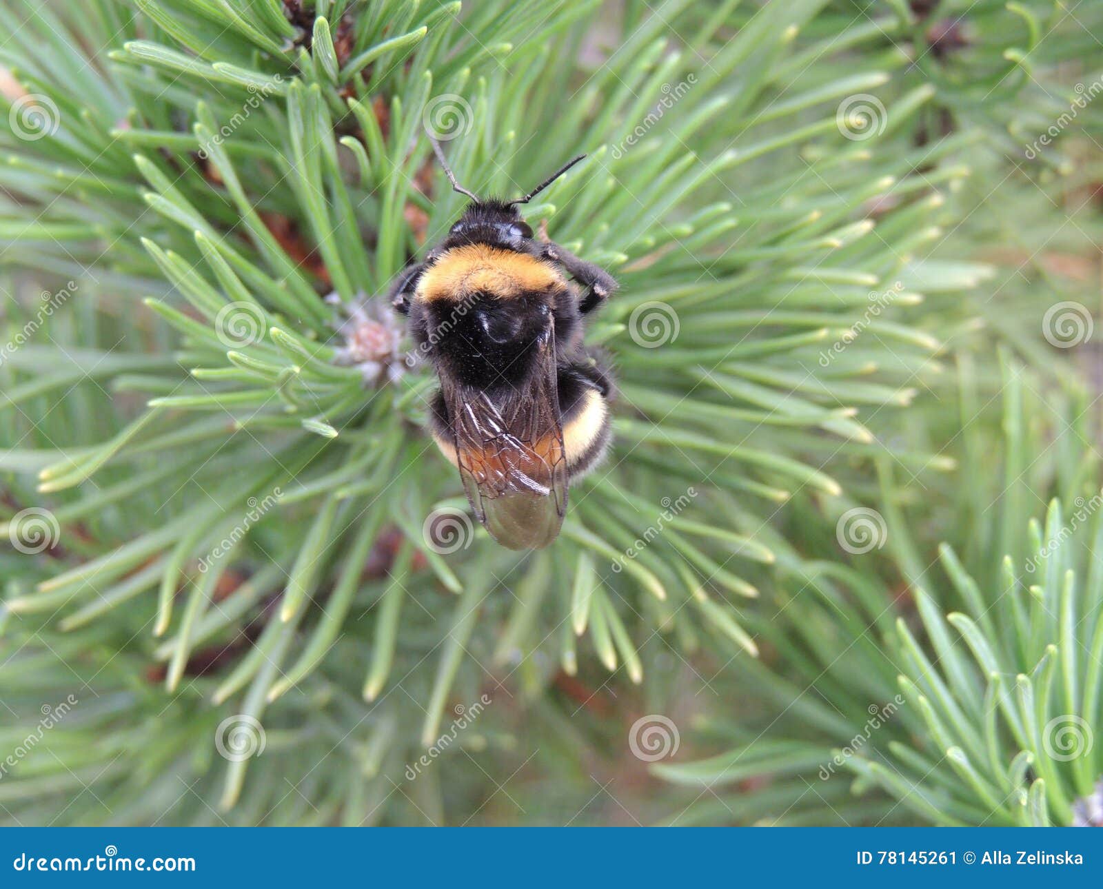 Big Bumblebee on Green Pine Branch Stock Image - Image of summer ...