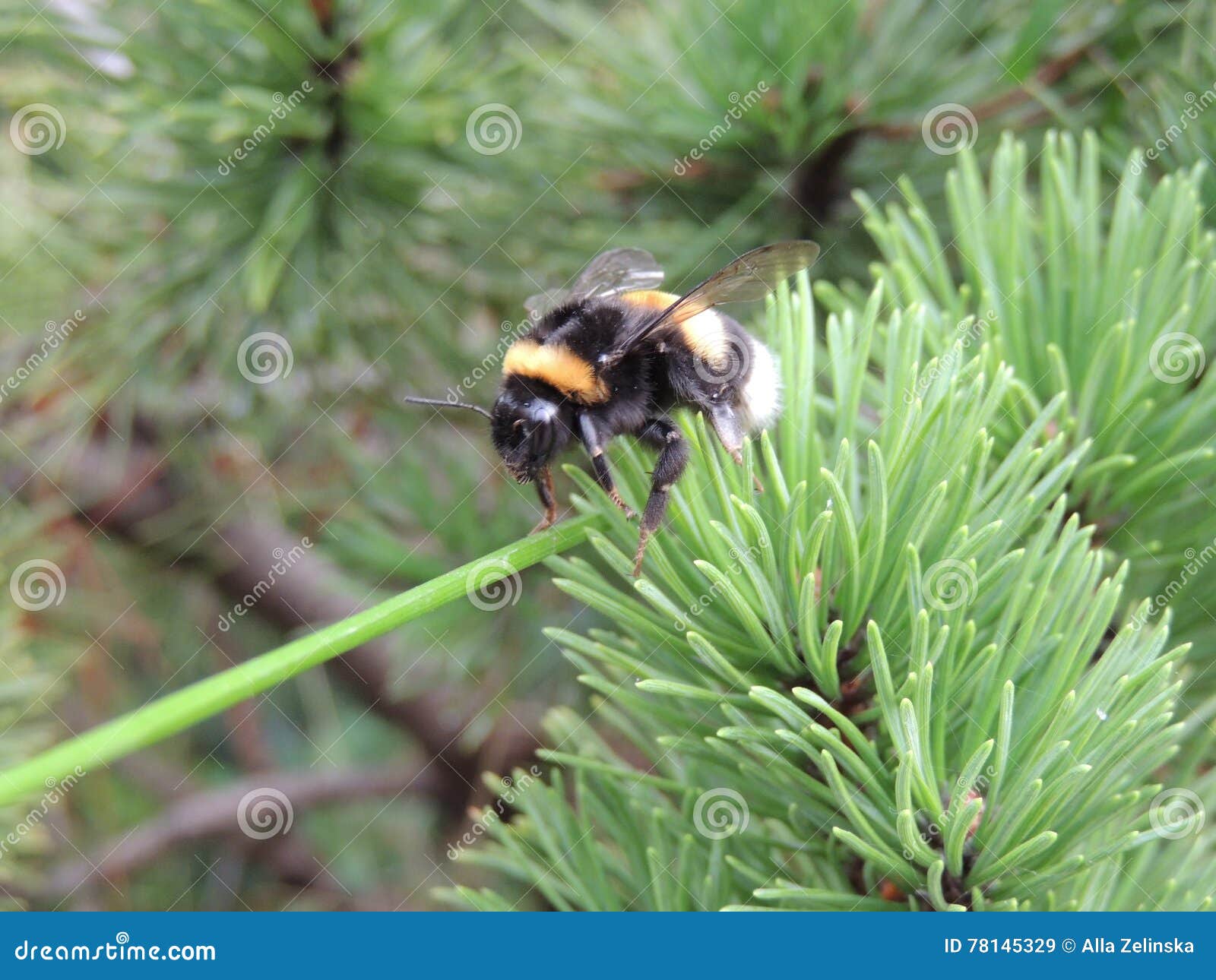 Big Bumblebee on Green Pine Branch Stock Image - Image of great, branch ...