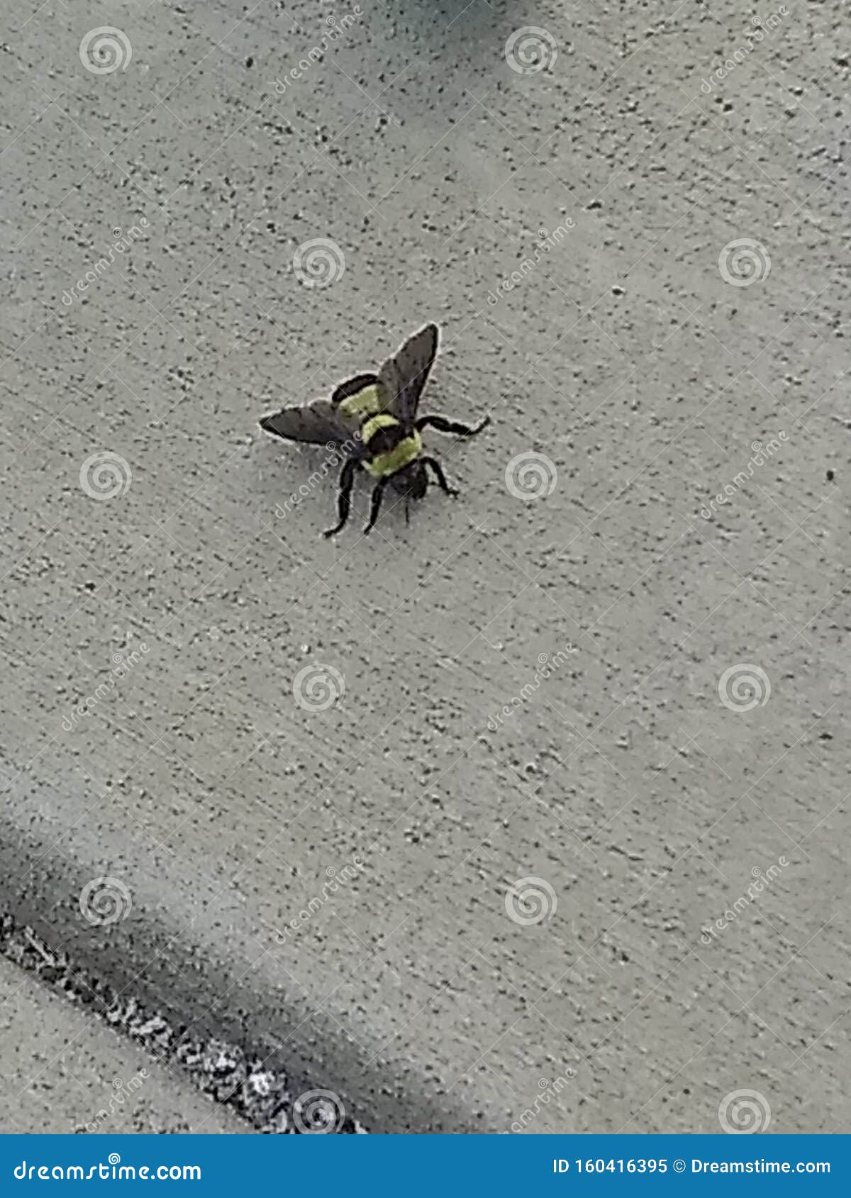 Big bumblebee! stock image. Image of nature, sting, bumblebee - 160416395