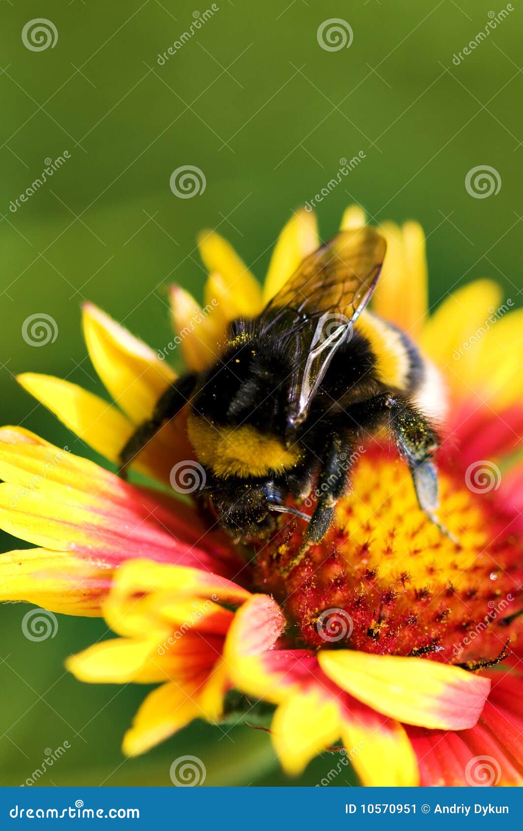 Big Bumblebee on Red Yellow Flower Stock Image - Image of plant, insect ...