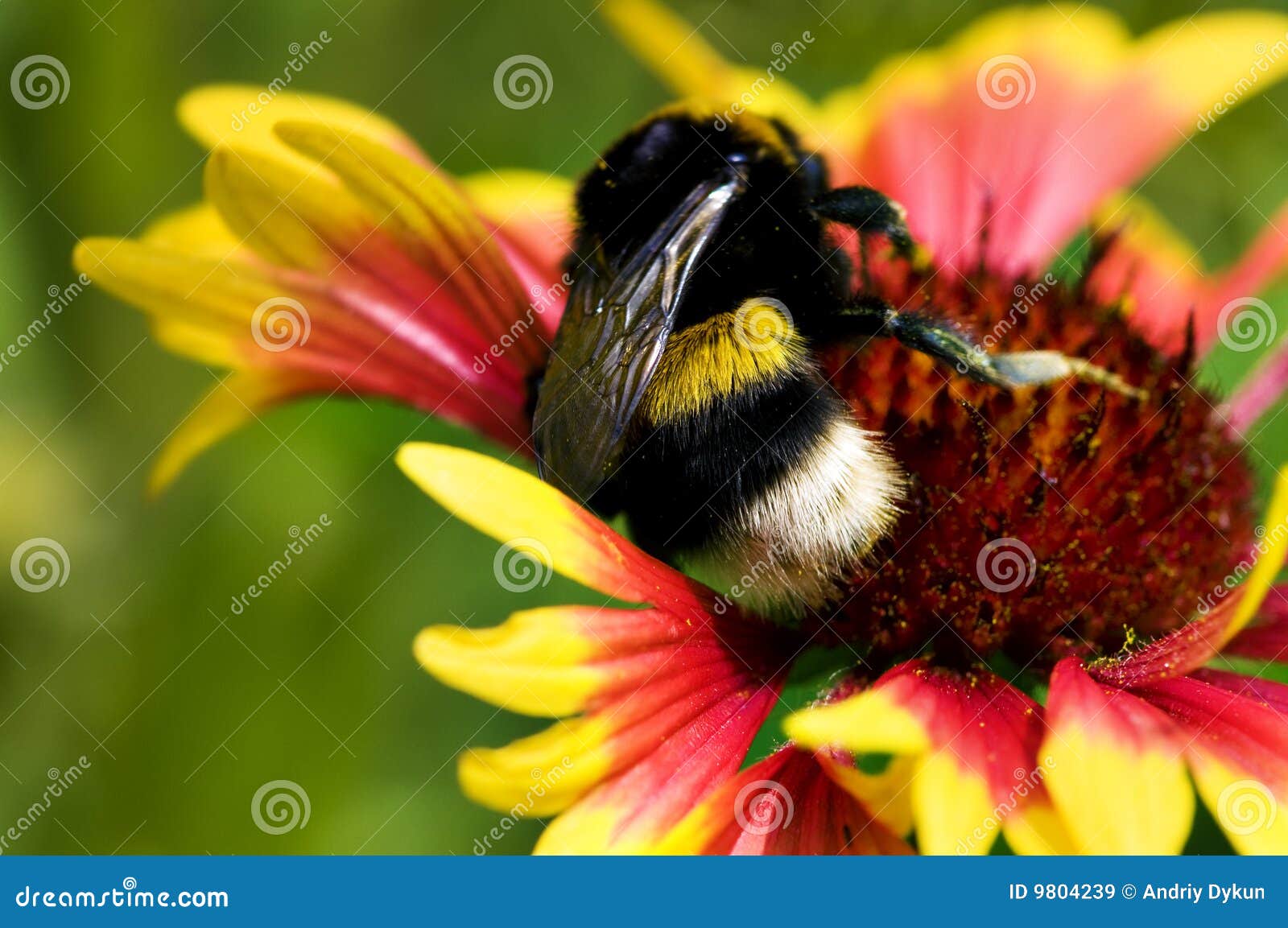 Big Bumblebee on Red Yellow Flower Stock Image - Image of pollinate ...