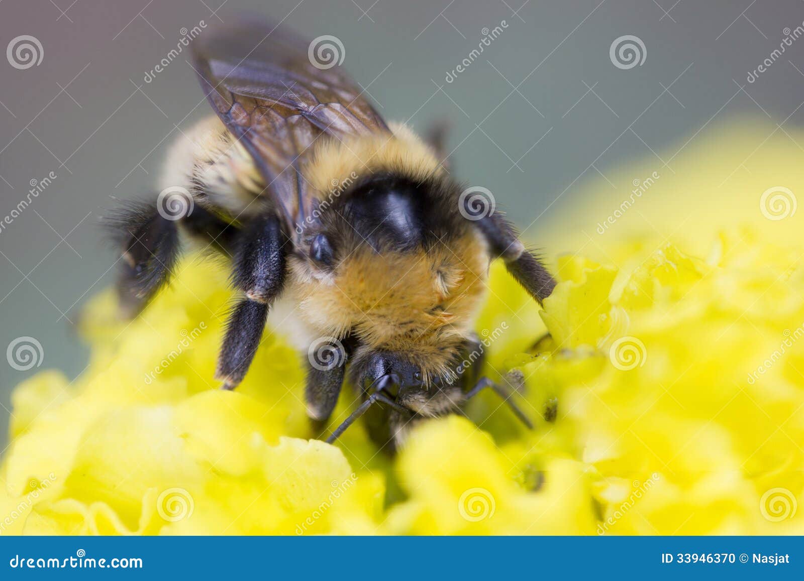 Big bumblebee stock photo. Image of finger, caterpillar - 33946370