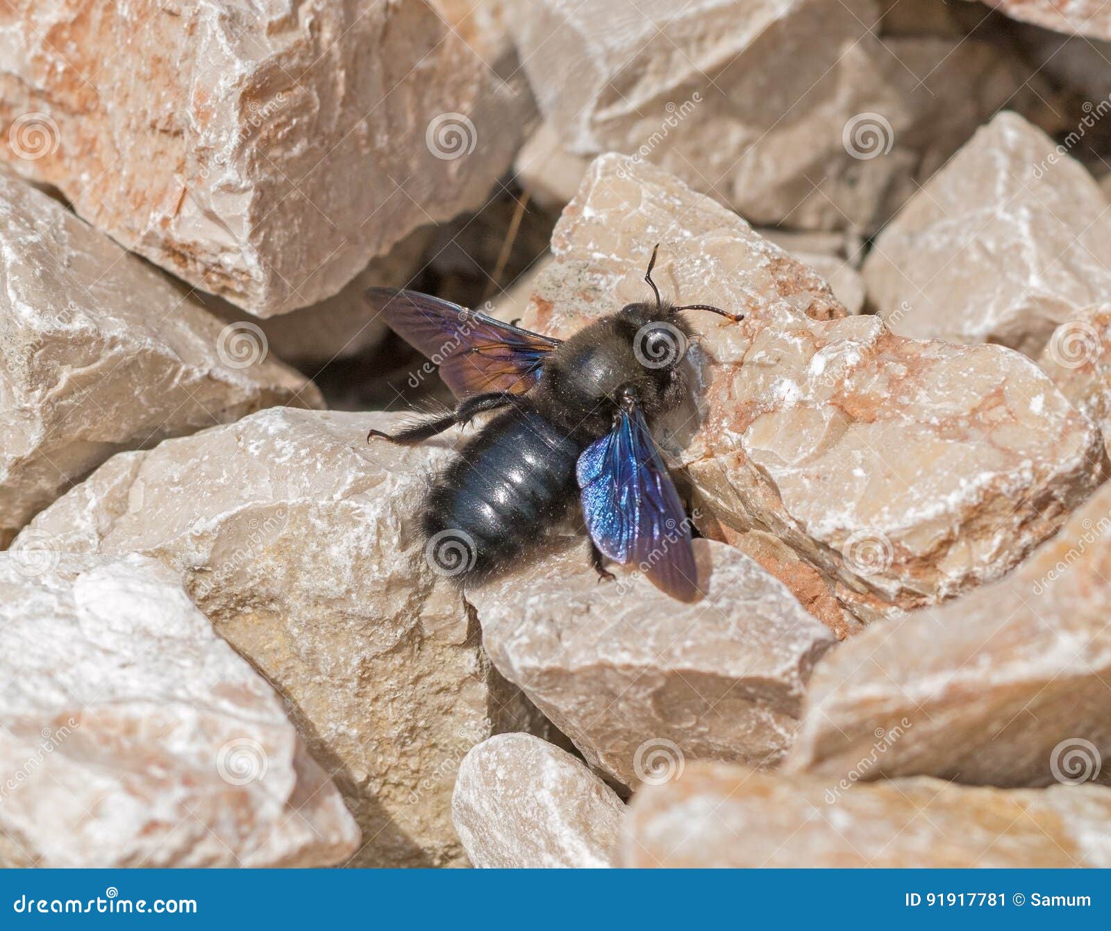 Big bumblebee on a stone stock image. Image of nature - 91917781