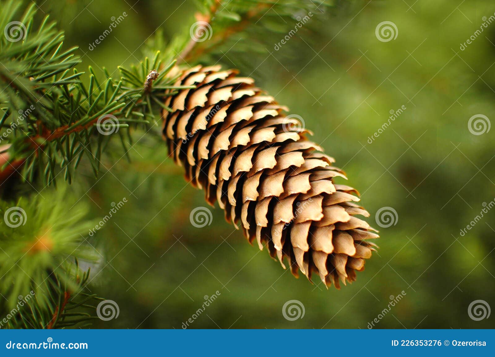 A Big Bump on a Coniferous Tree. a Fir Cone. a Bump on a Branch ...