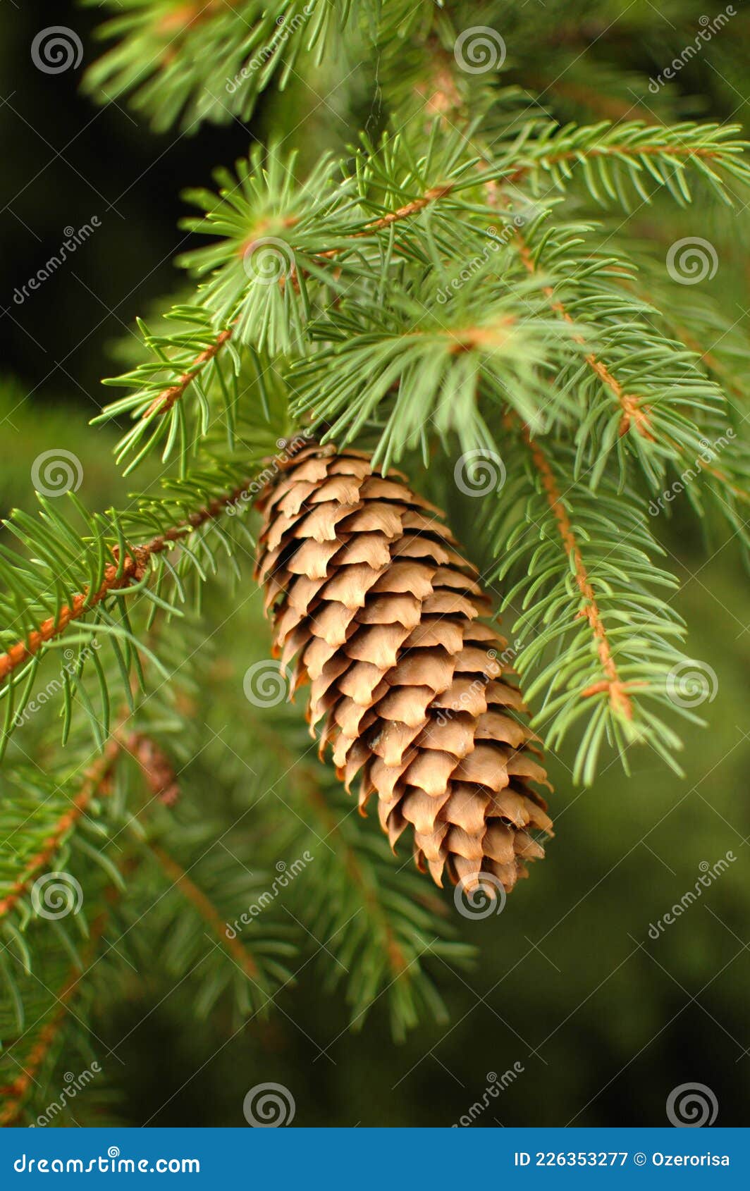 A Big Bump on a Coniferous Tree. a Fir Cone. a Bump on a Branch ...