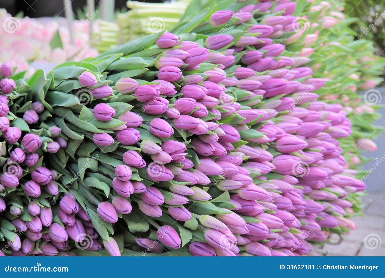 Big Bunch of Cut Pink Tulips Stock Image - Image of copenhagen, tulip ...