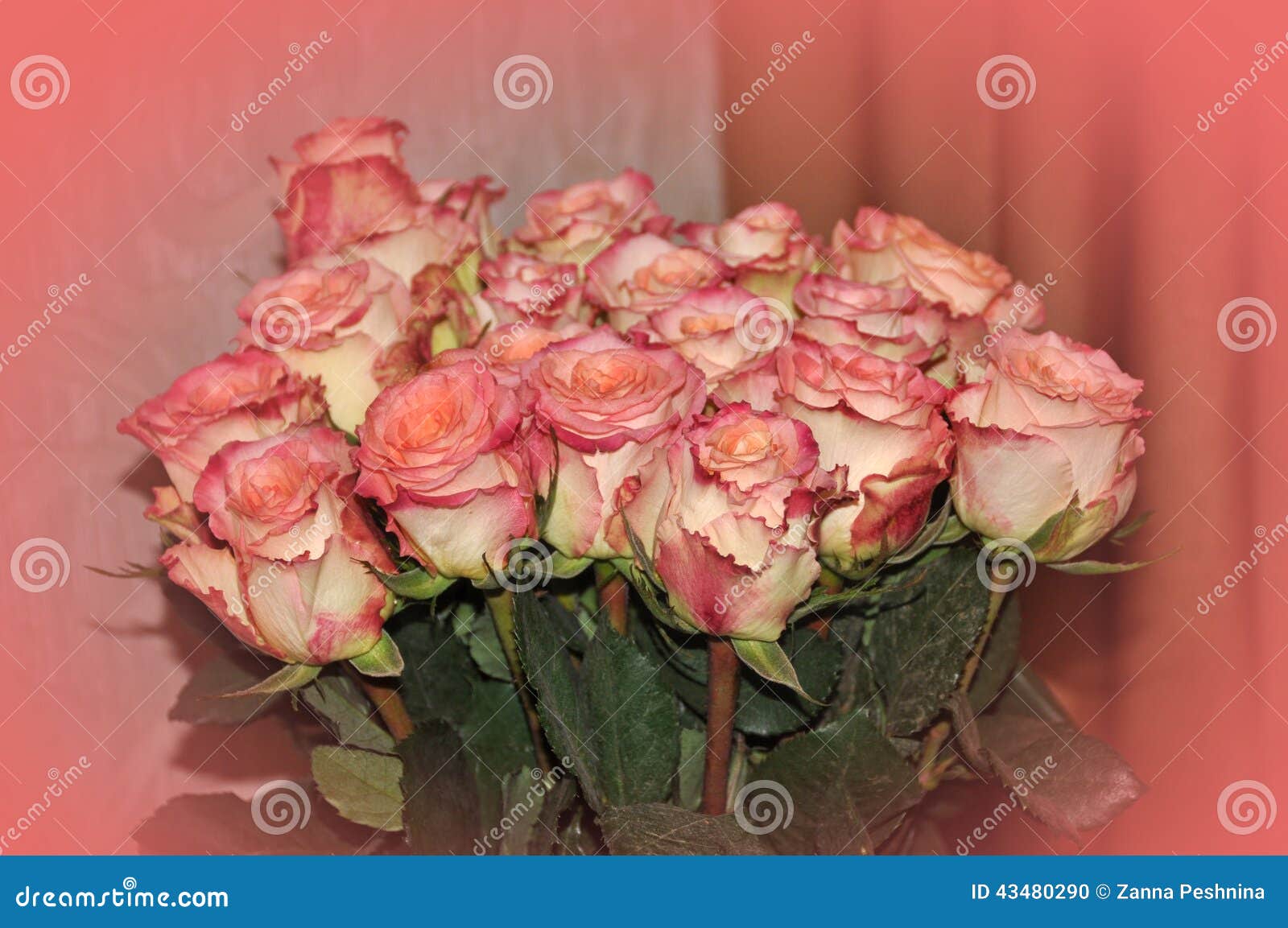 Big bunch pink roses stock photo. Image of multiple, design - 43480290