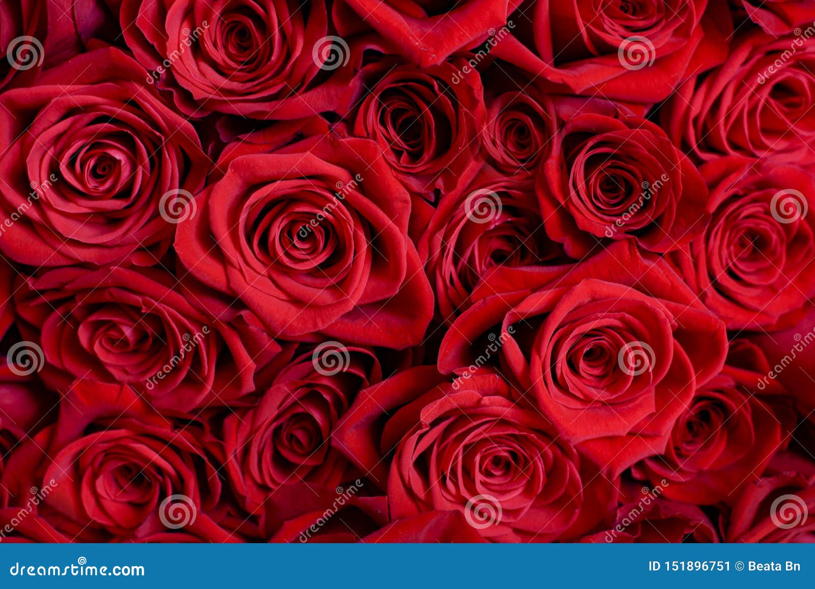 Big bunch of red roses stock image. Image of floral - 151896751