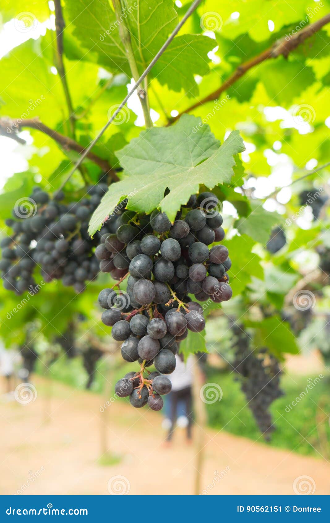 Big Bunch of Reddish Black Grape on Tree in Vineyard Stock Image ...