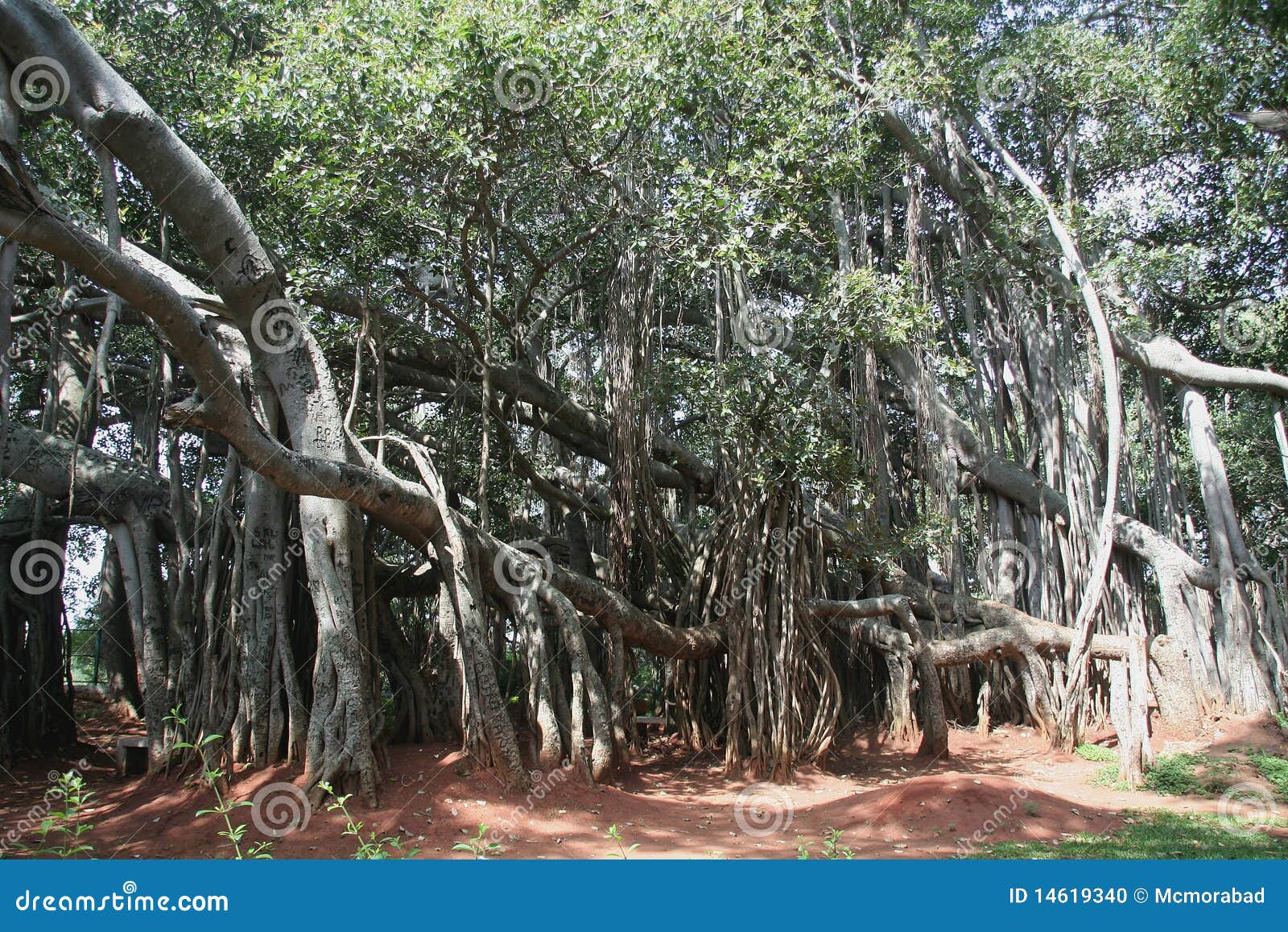 Big Bunyan Tree stock photo. Image of huge, distribution - 14619340