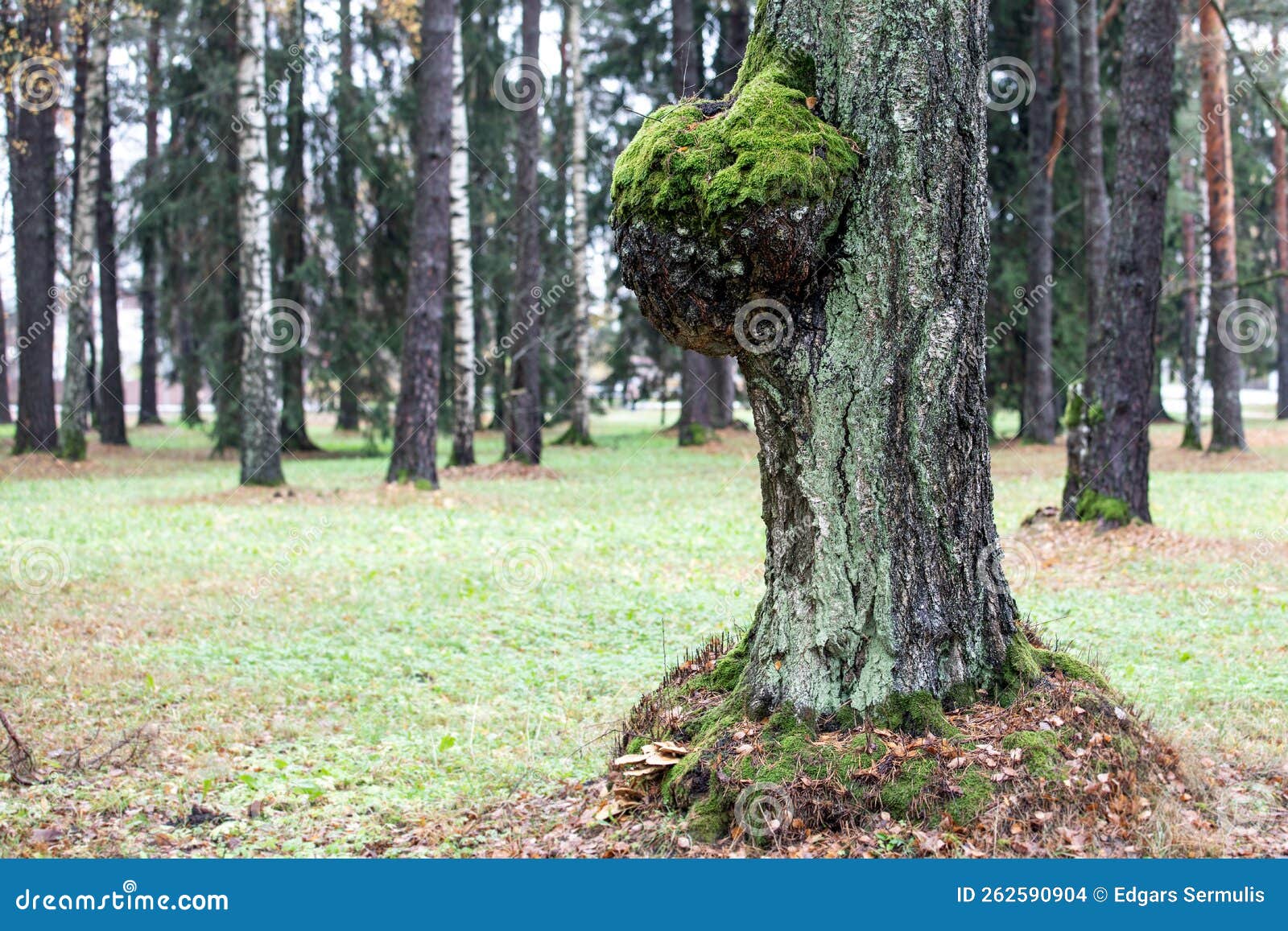 Big Burl or Bump on the Tree in the Park Overgrown with Moss Stock ...
