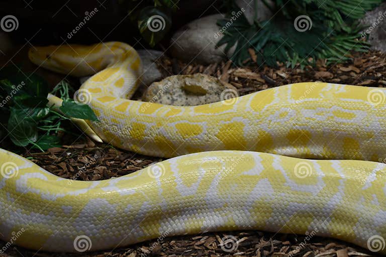 A Burmese Python Snake stock photo. Image of fauna, exotic - 291255194