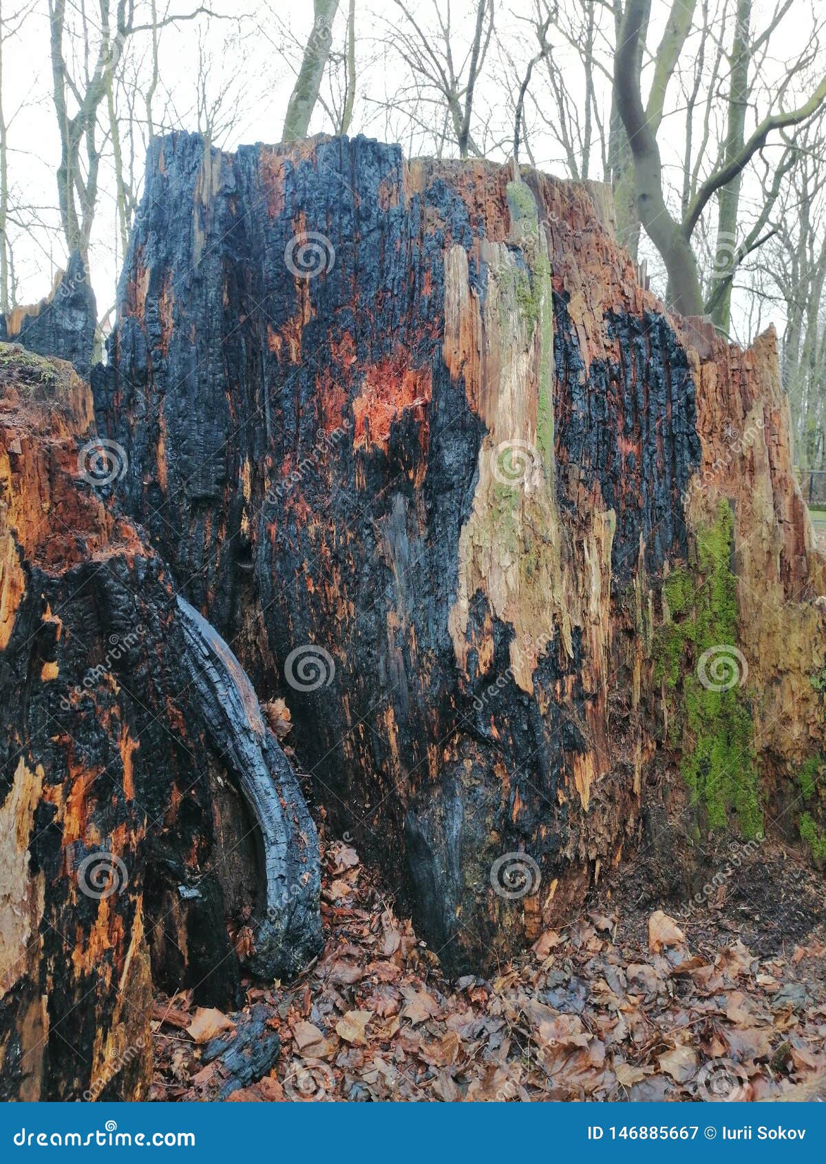 Big Burnt Stump in the Forest Stock Image - Image of landscape, cliff ...