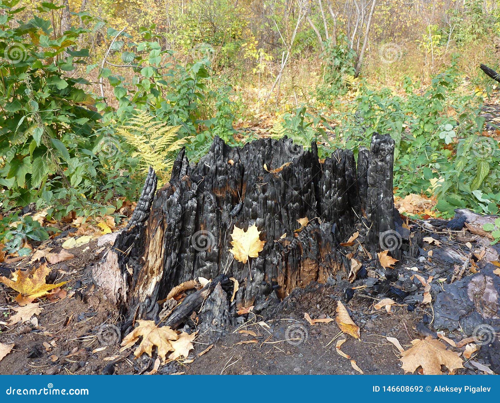 Big Burnt Tree Stump in the Forest Stock Photo - Image of vegetation ...