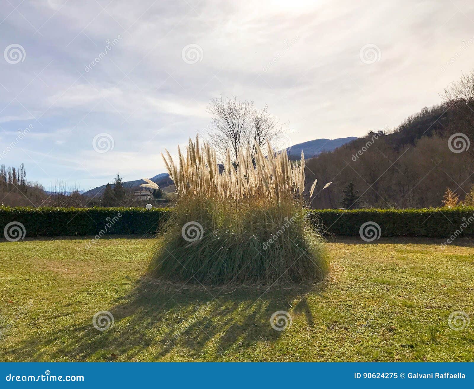Big bush of cat tail plant stock image. Image of sunlight - 90624275