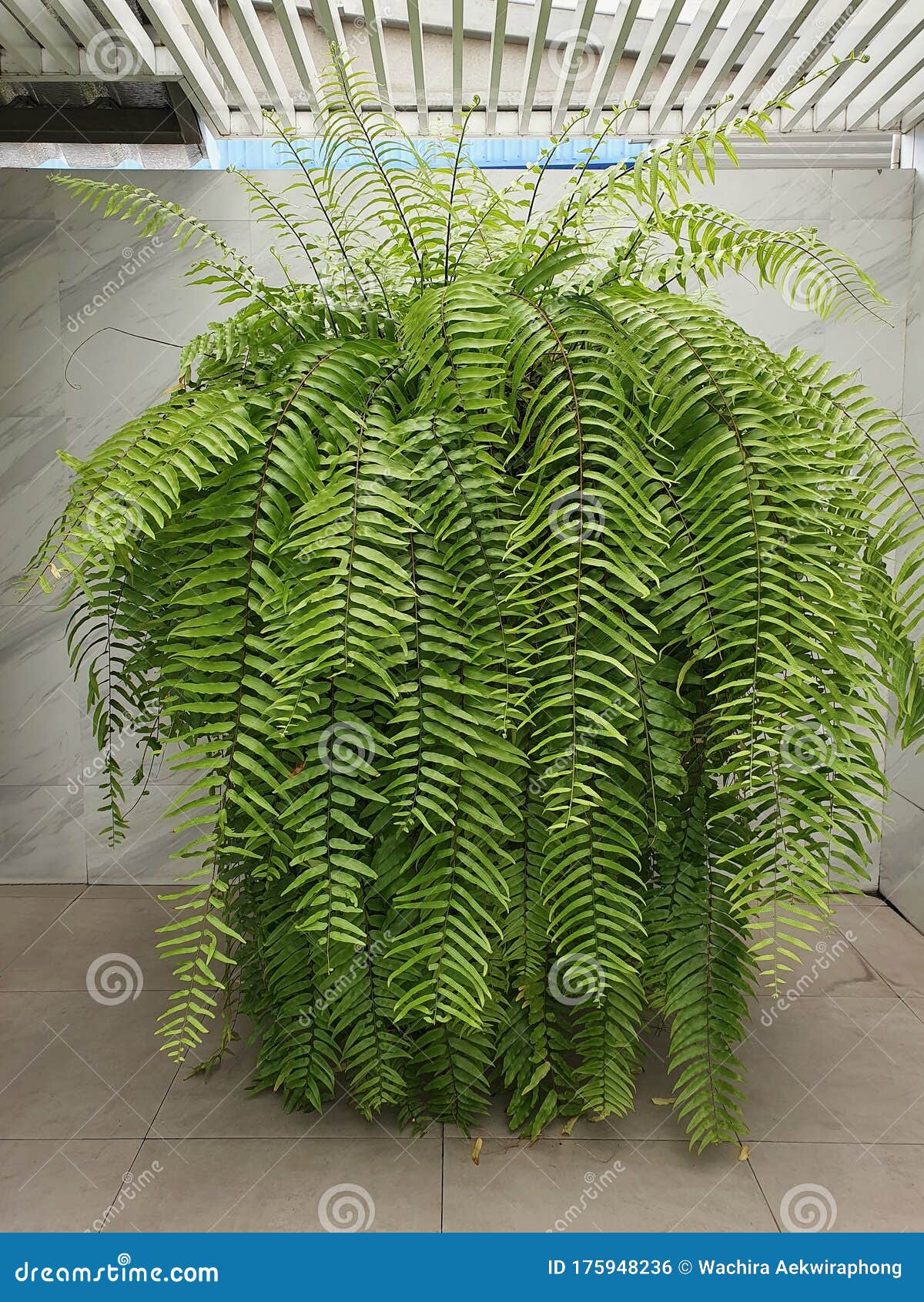 Big Bush Fern on the Balcony Stock Photo - Image of balcony, house ...