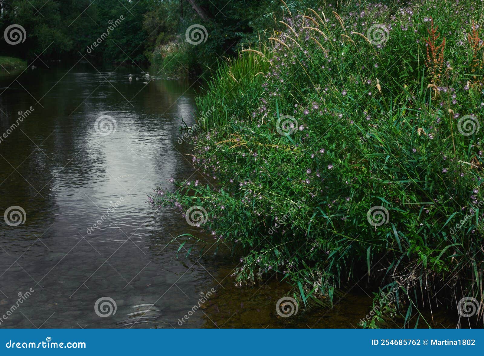 Bush near the river stock photo. Image of leaf, bushes - 254685762