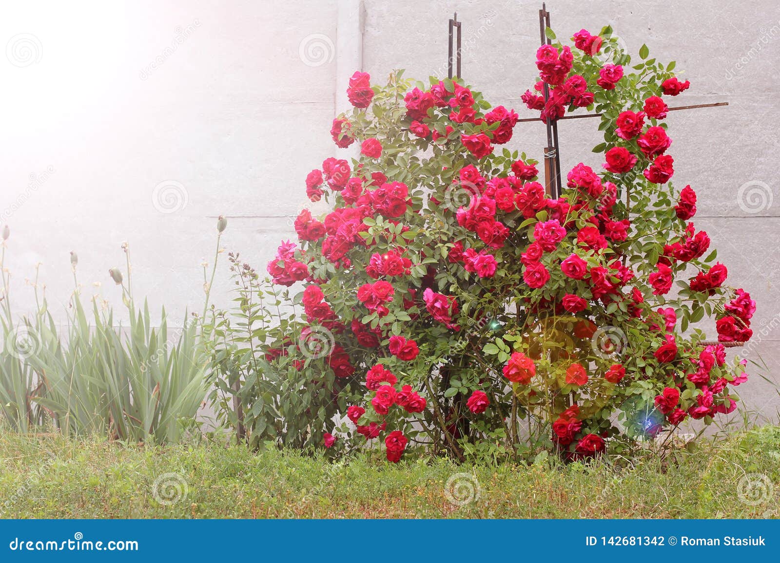 Big bush of red roses stock photo. Image of botany, environment - 142681342