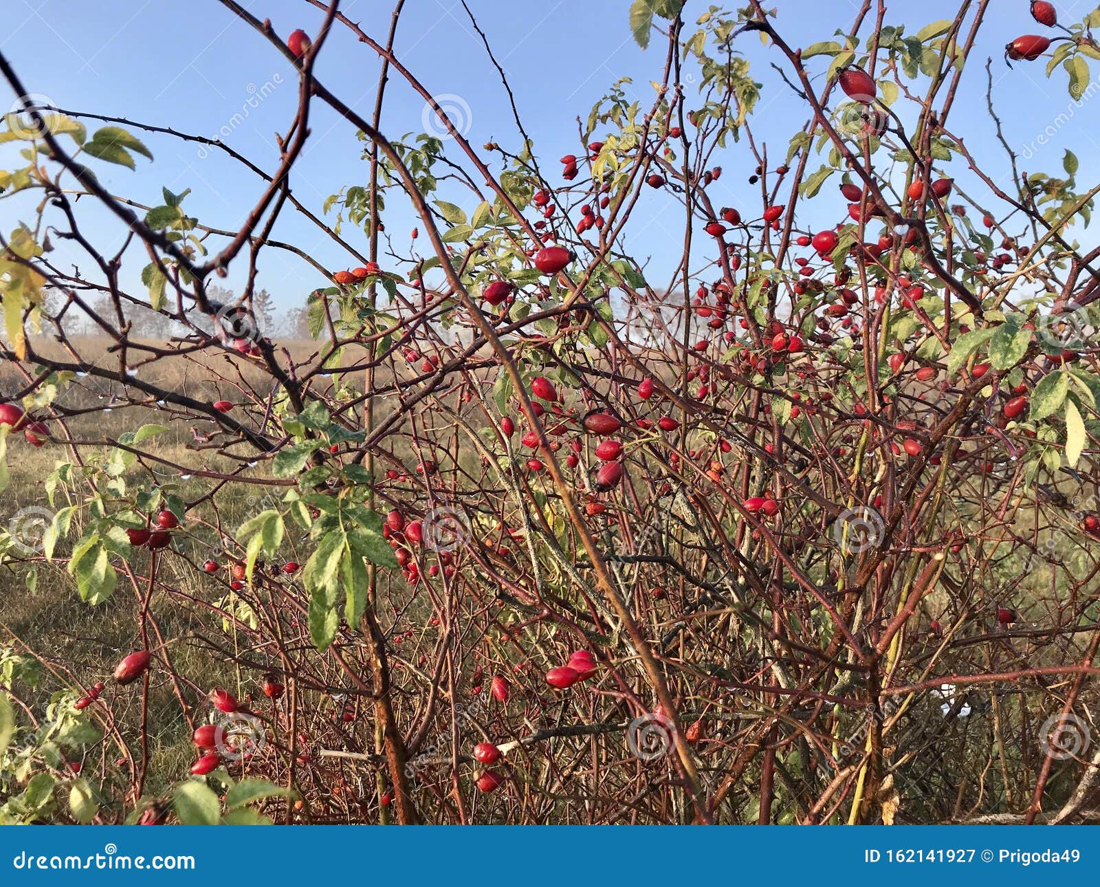 Rose hips in the field. stock image. Image of fall, canina - 162141927