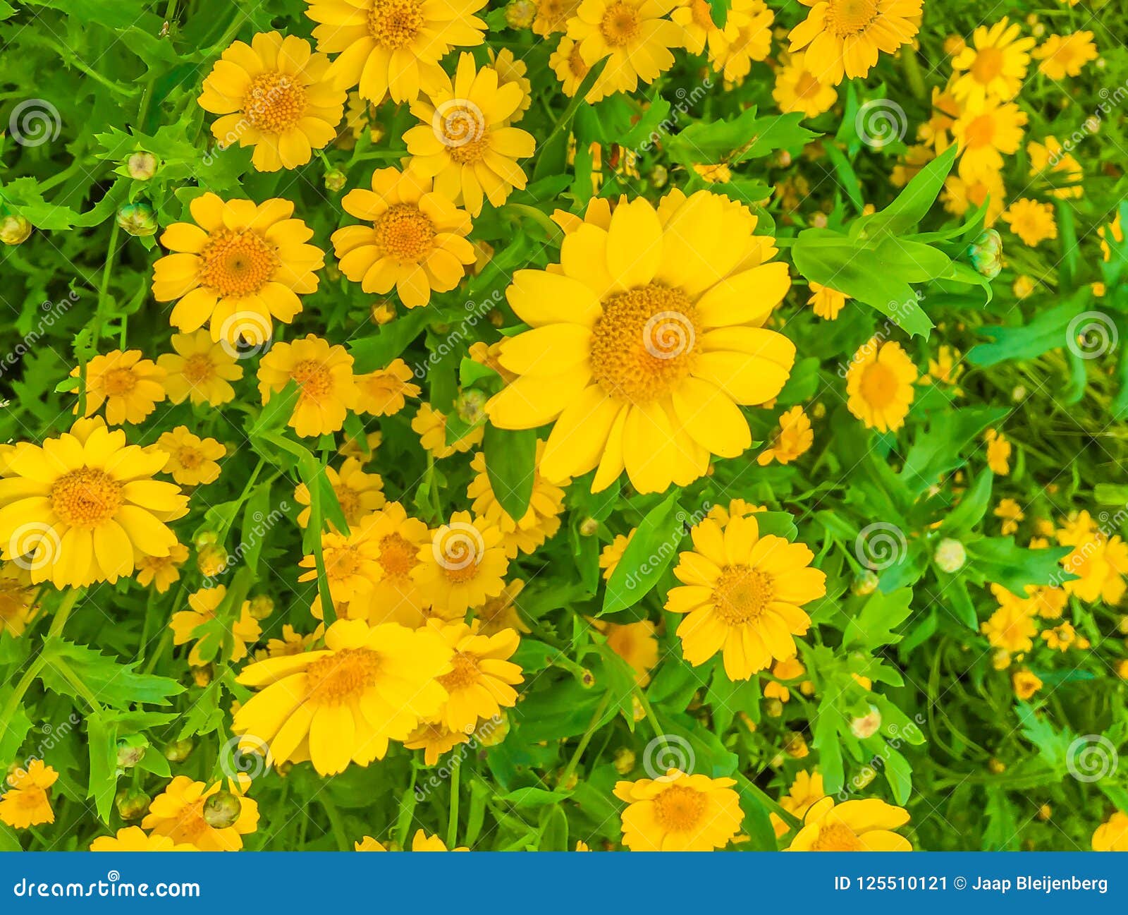 Big Bush of Big Yellow Daisy Flowers Macro Close Up Stock Image - Image ...