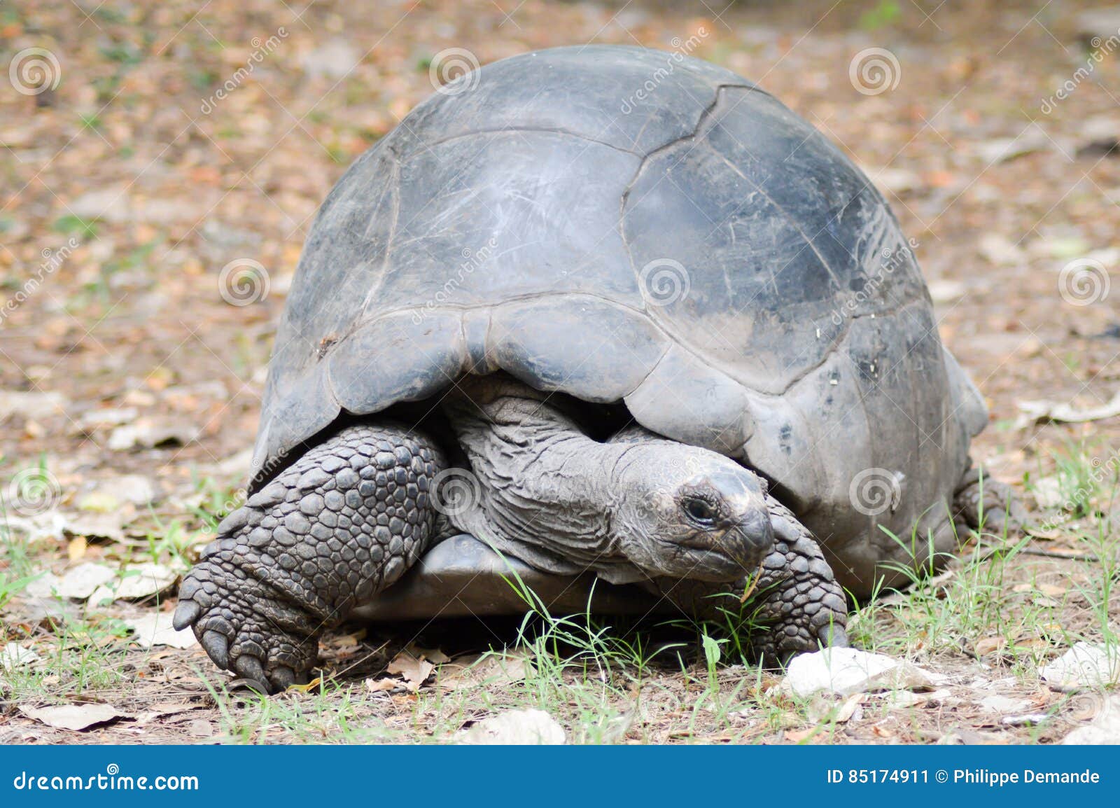 Big busy land turtle stock image. Image of colourful - 85174911
