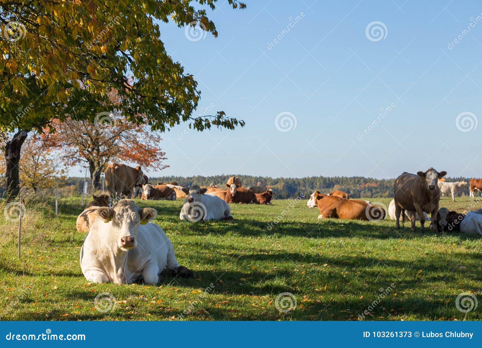Big Cows Laying and Resting on Grass. Stock Image - Image of blue ...