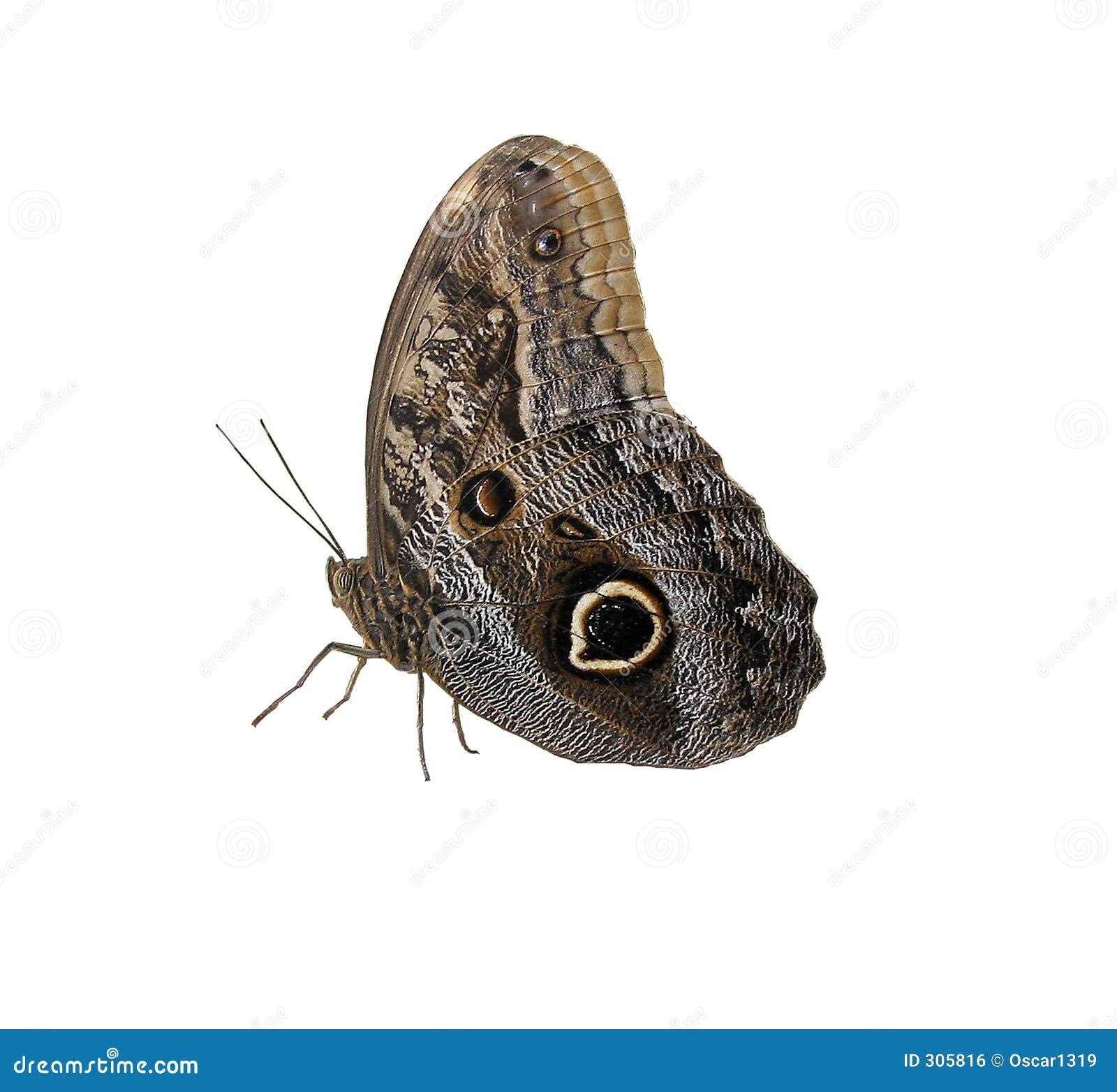 Big butterfly stock photo. Image of flower, butterflies - 305816