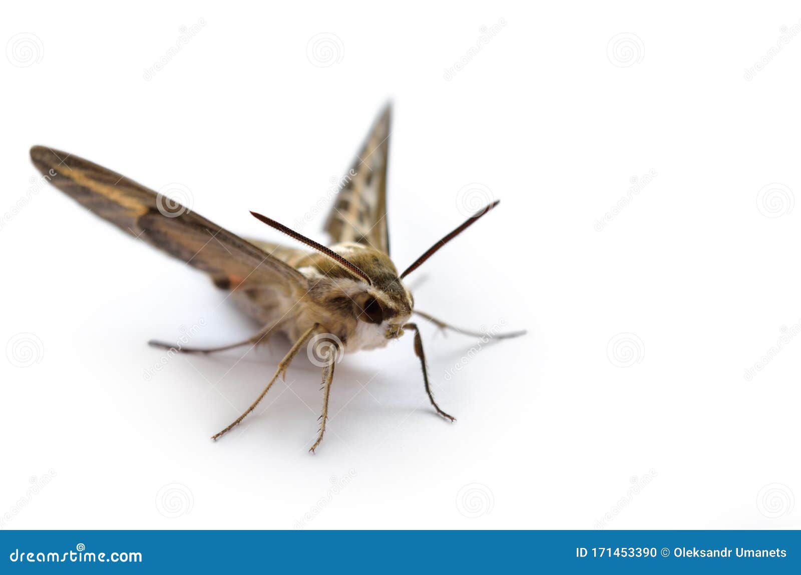 Big Butterfly Bedstraw Hawk-moth, Galium Sphinx Isolated On White Stock ...